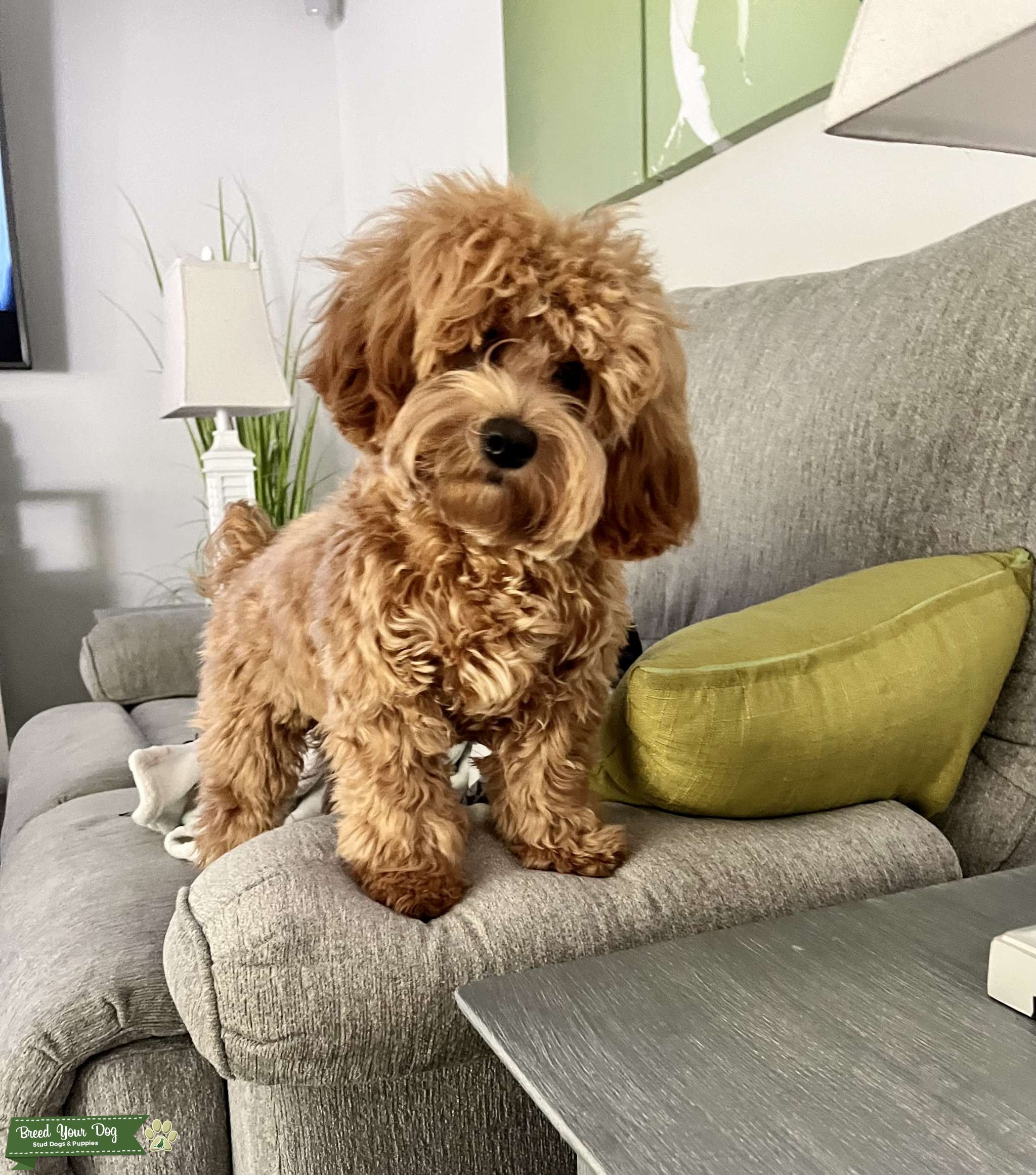 Apricot King - Stud Dog in FL, the United States | Breed Your Dog