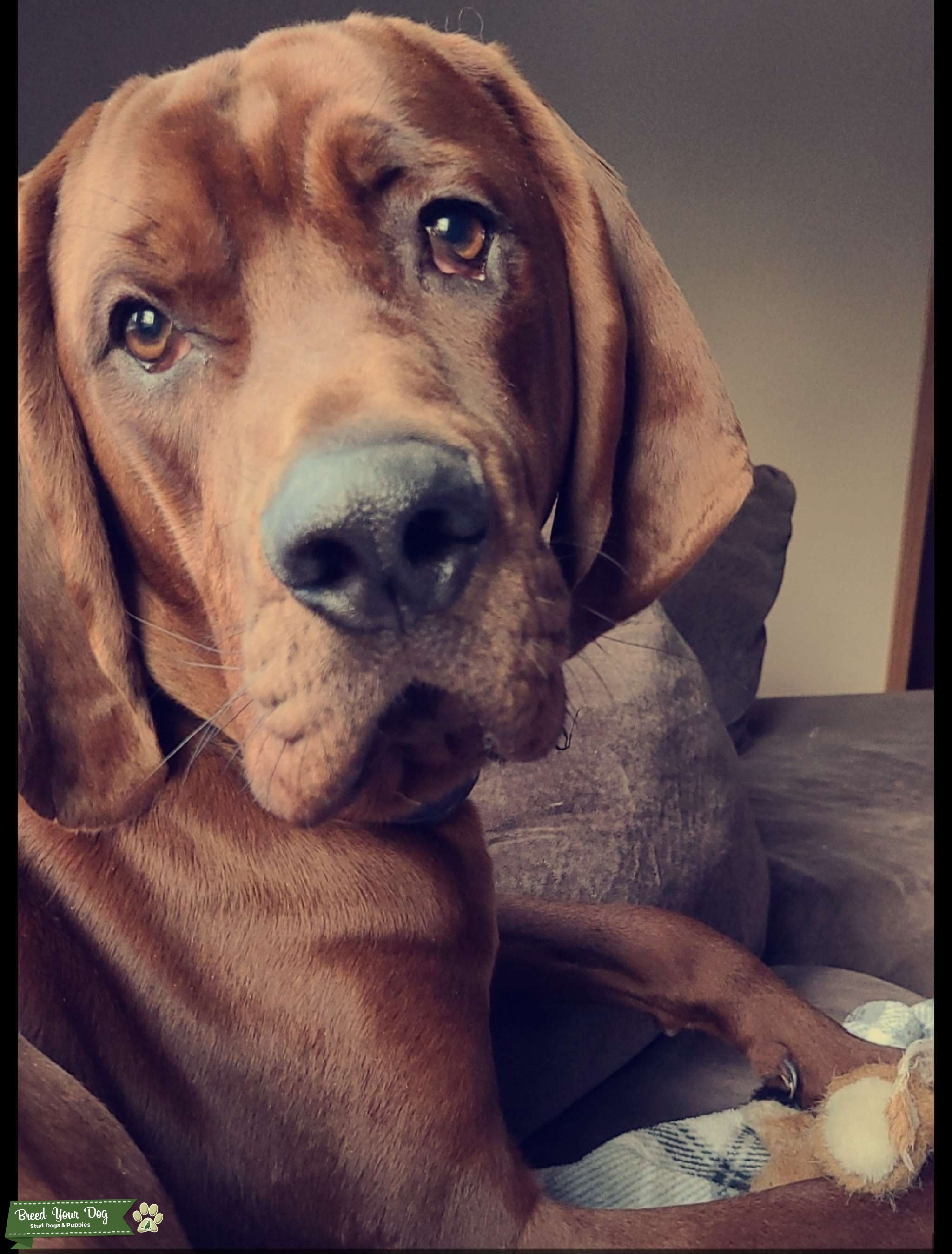 Redbone Coonhound - Stud Dog in Sparta, WI, the United States | Breed ...