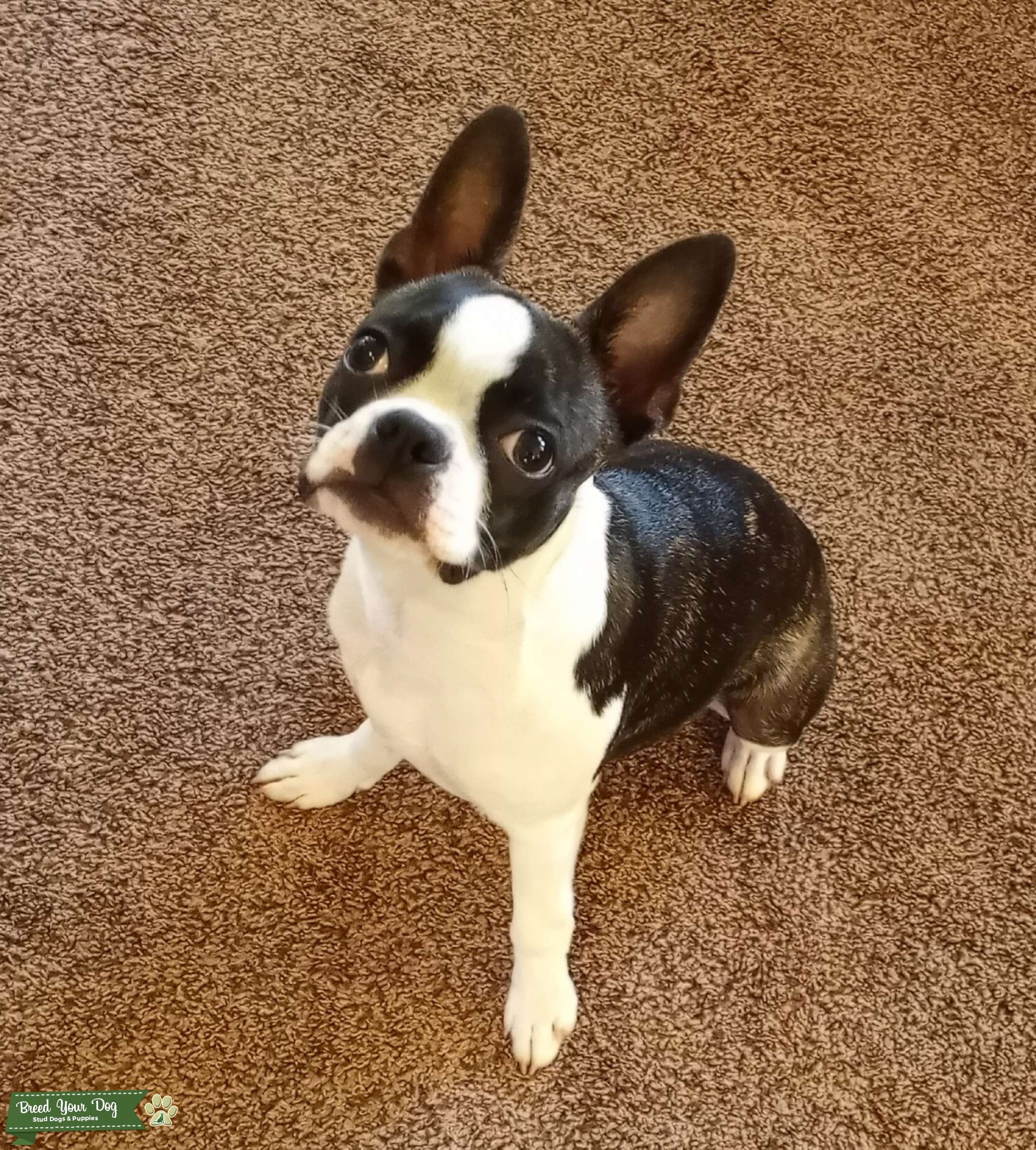 Cute Brindle Female - Stud Dog in Washington, the United States | Breed ...