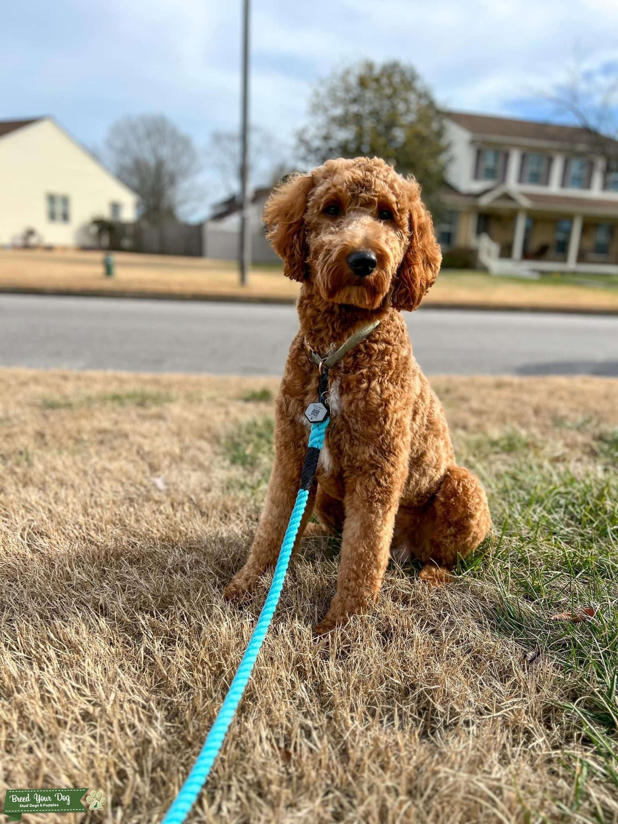 F1b red goldendoodle - Stud Dog in Virginia Beach, va, the United ...