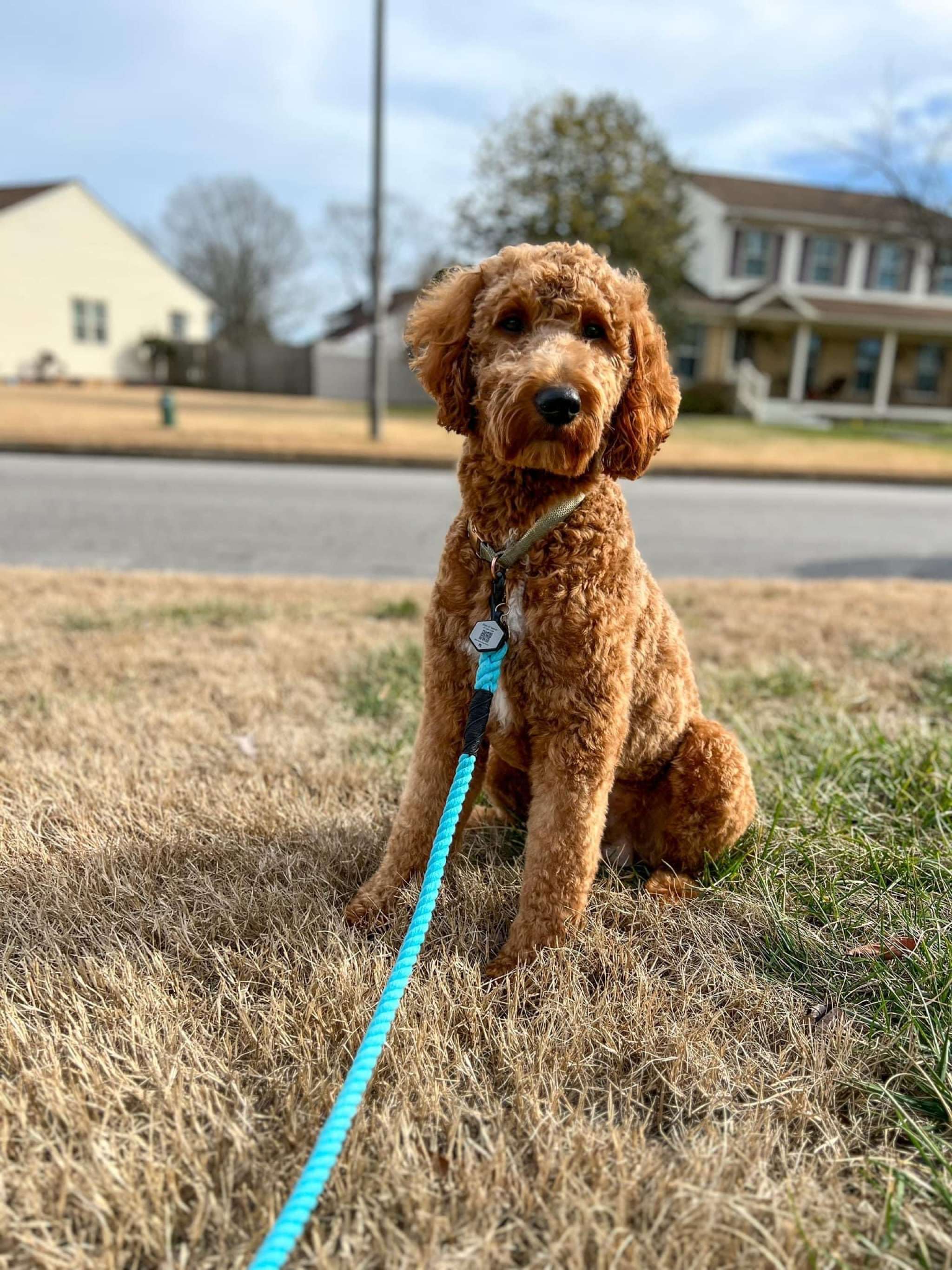 F1b red goldendoodle - Stud Dog in Virginia Beach, va, United States ...