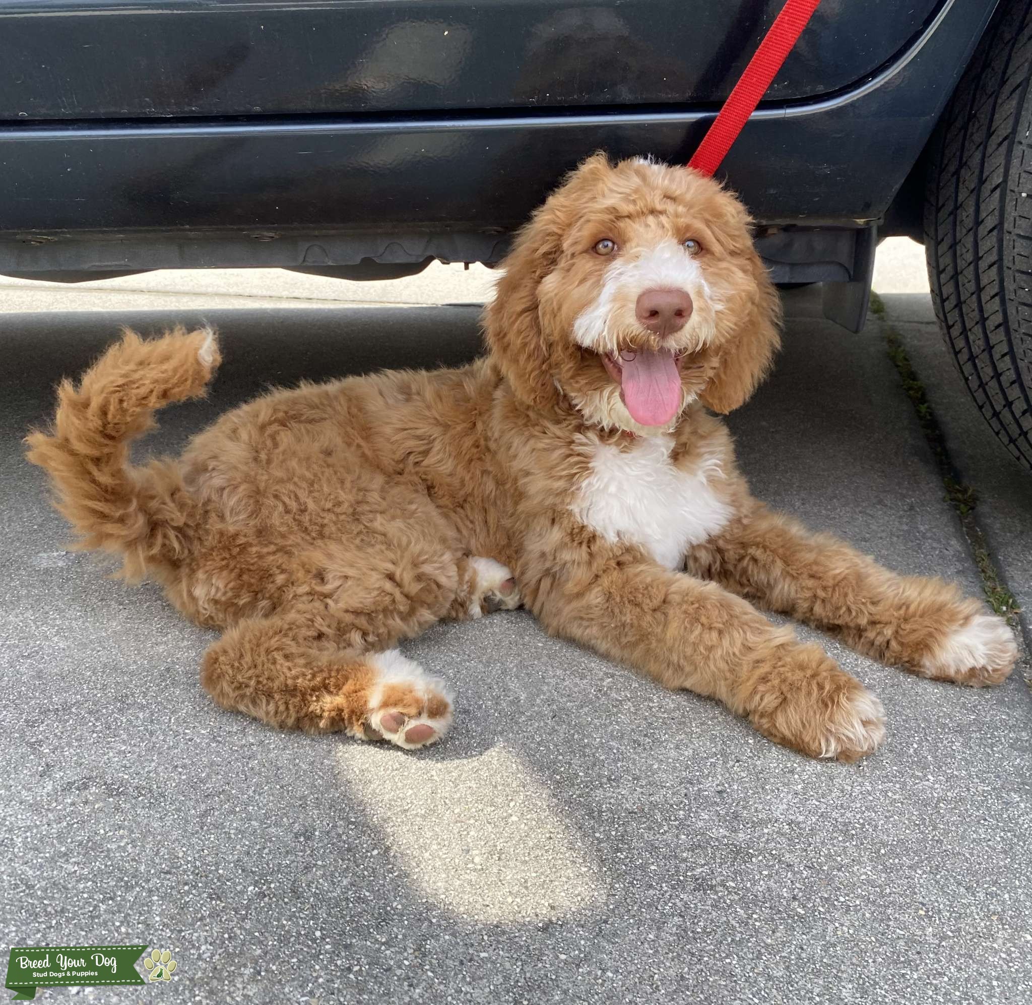 F1b red goldendoodle - Stud Dog in Virginia Beach, va, Thailand | Breed ...