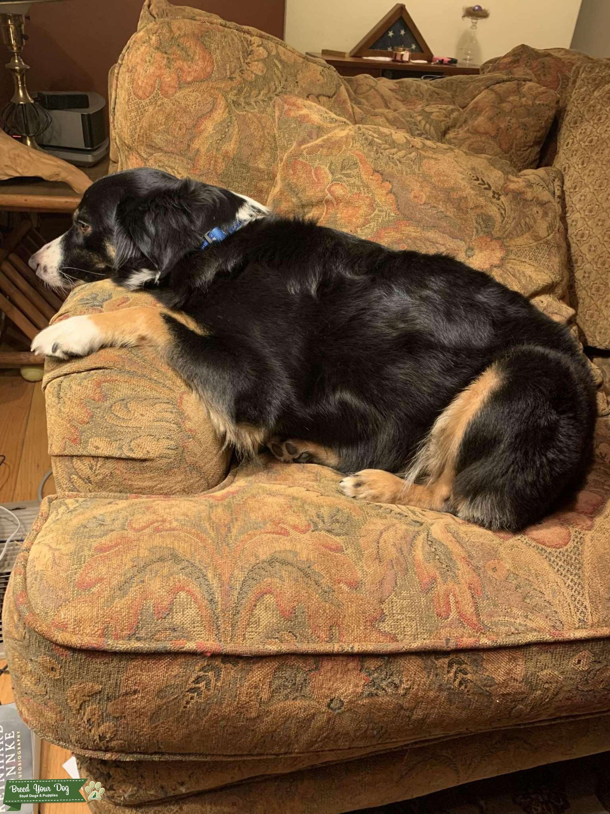 Tri-colored mini Aussie Shepherd - Stud Dog in Oregon, Serbia | Breed ...