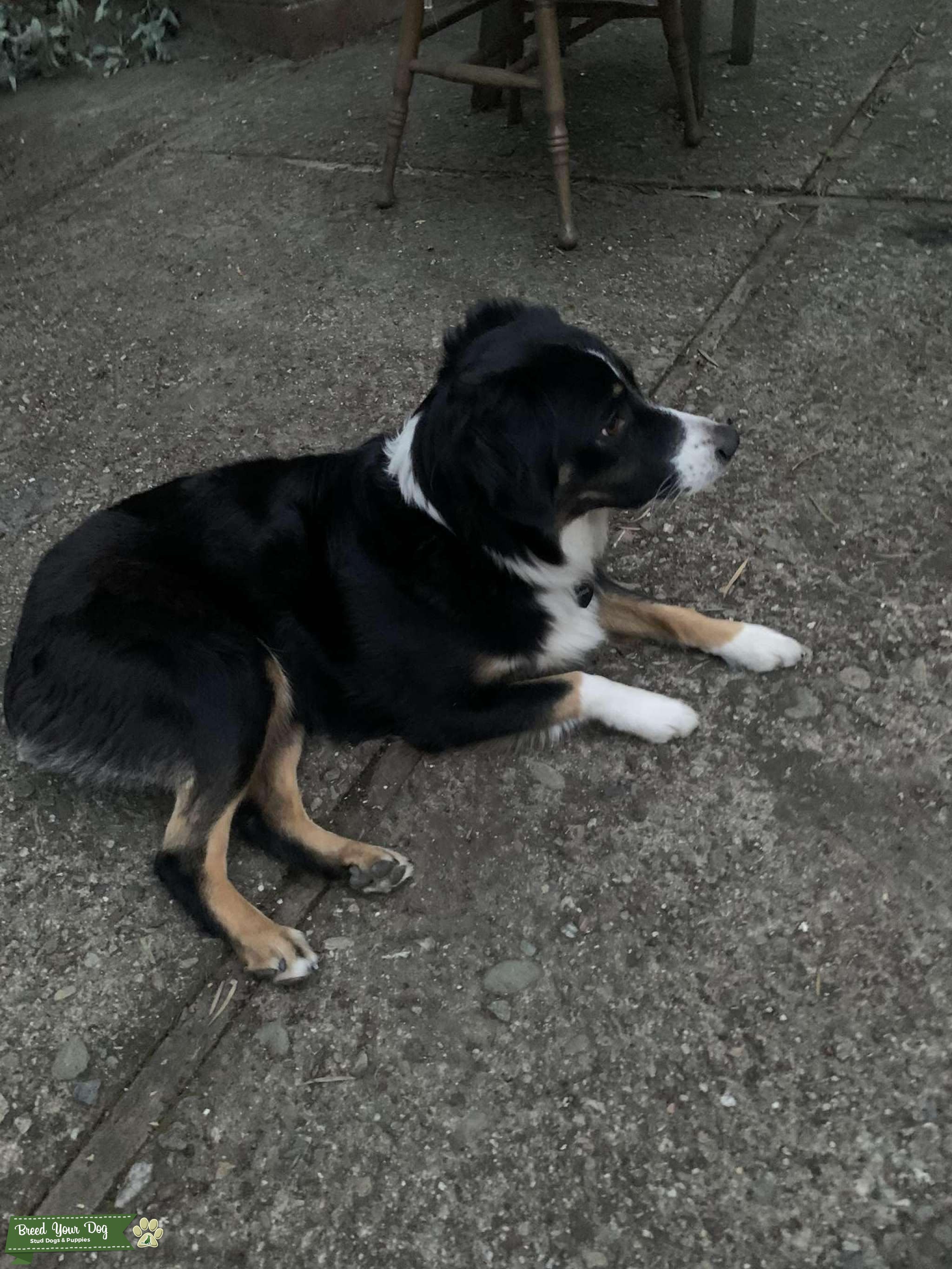 Tri-colored mini Aussie Shepherd - Stud Dog in Oregon, United States ...