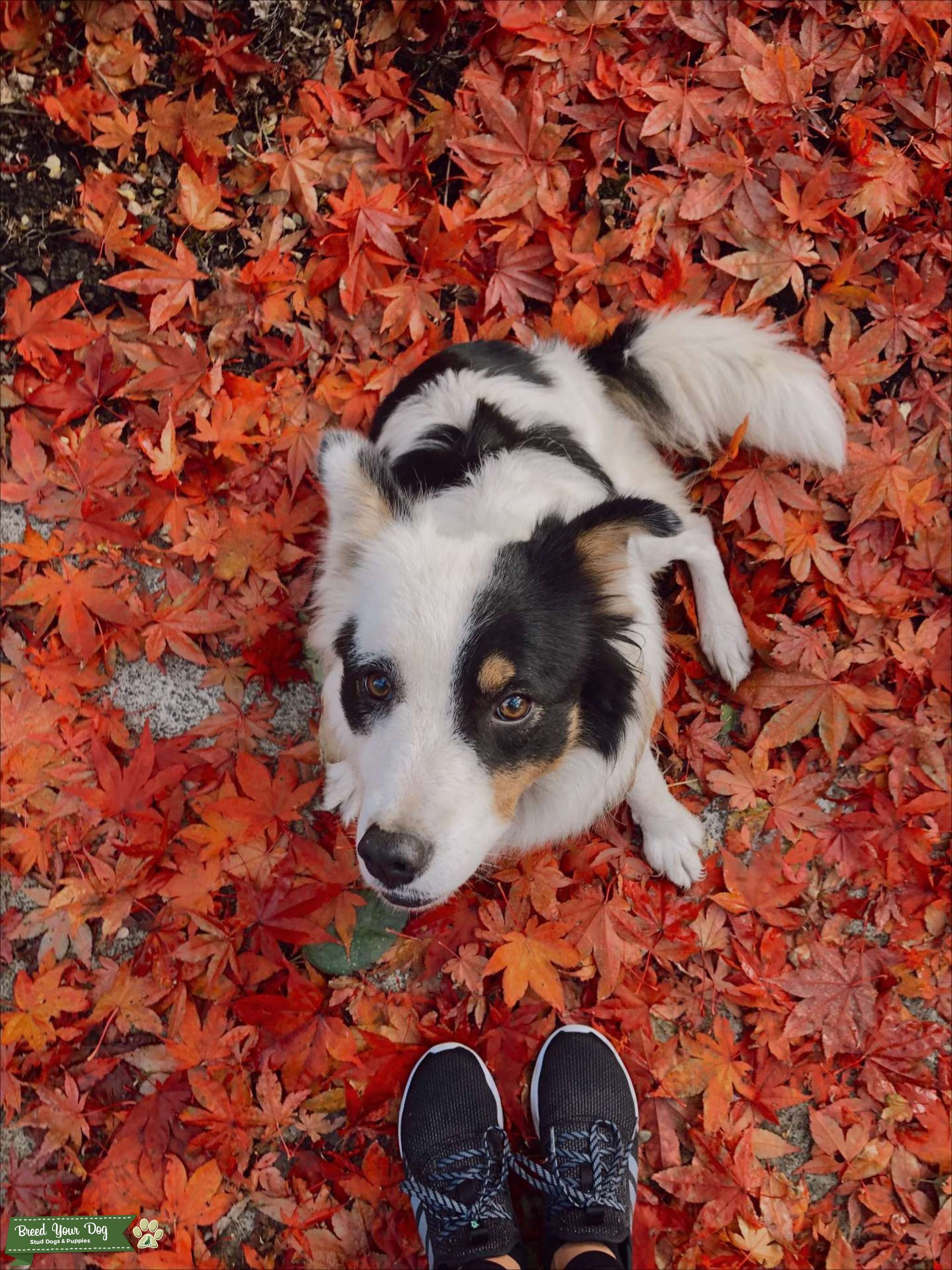 Border Collie - Stud Dog in WA, Brazil | Breed Your Dog