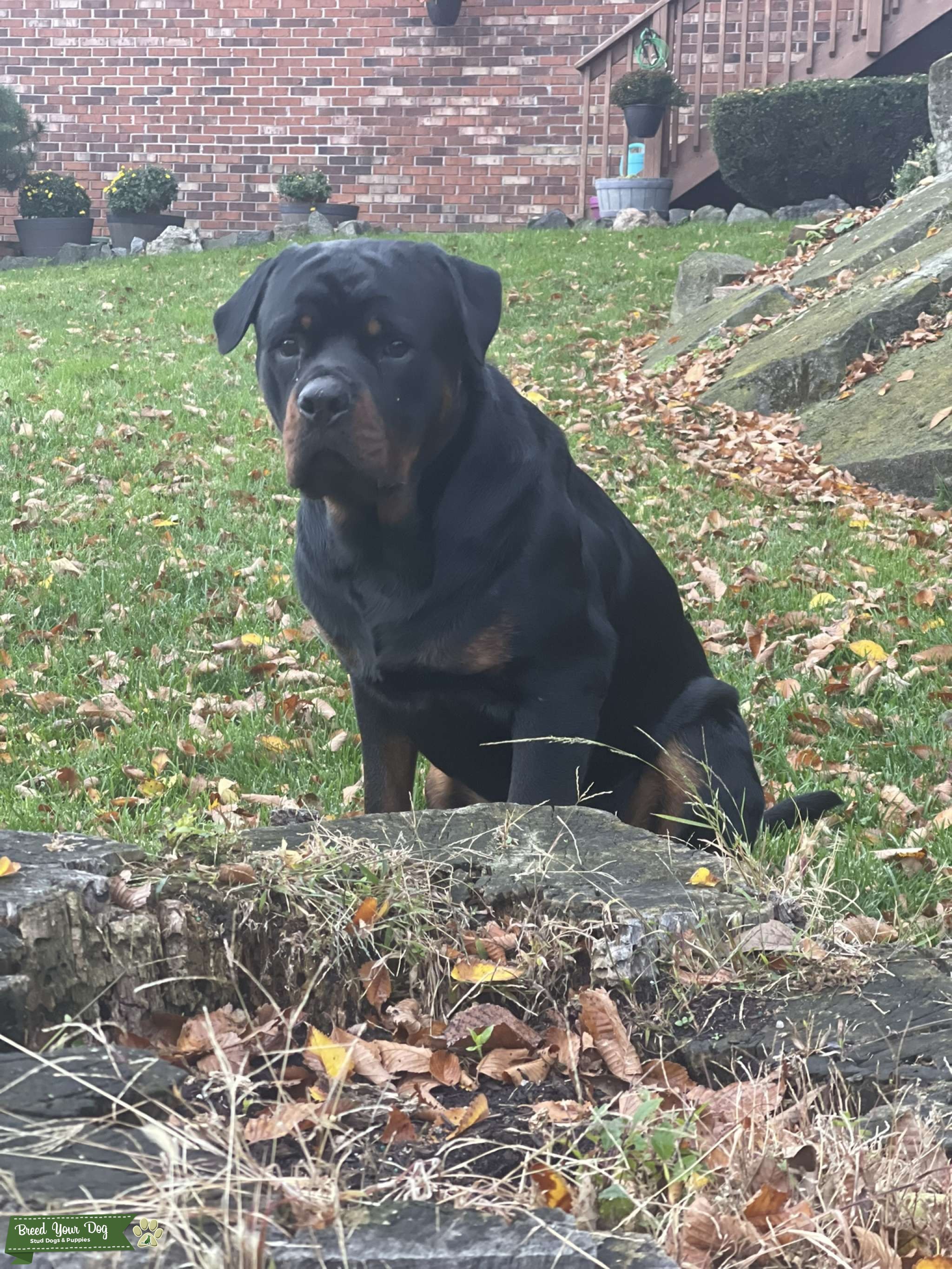 Rottweiler - Stud Dog in New Jersey, the United States | Breed Your Dog