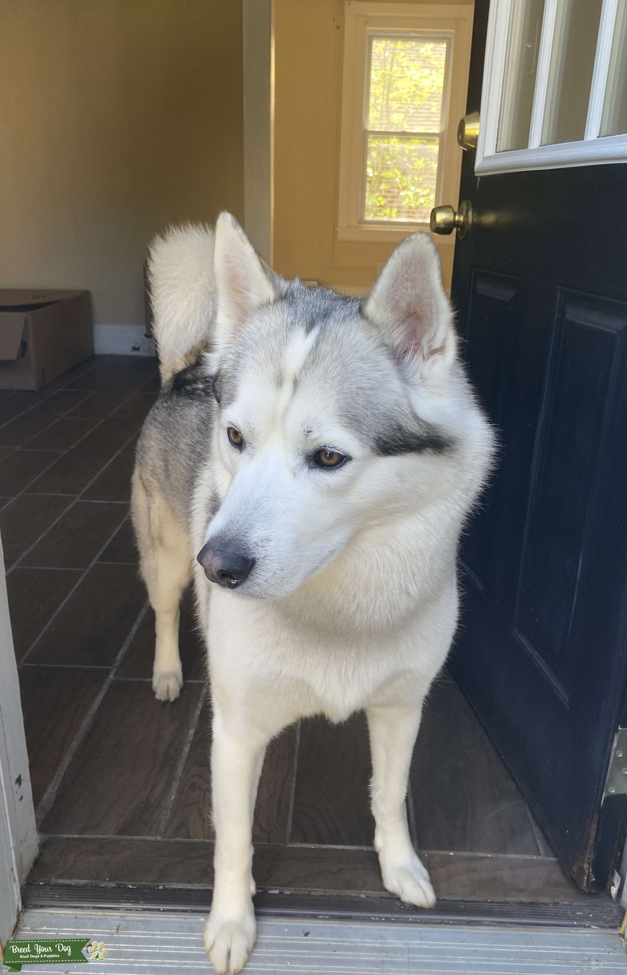 Stud Siberian husky - Stud Dog in Pa , the United States | Breed Your Dog