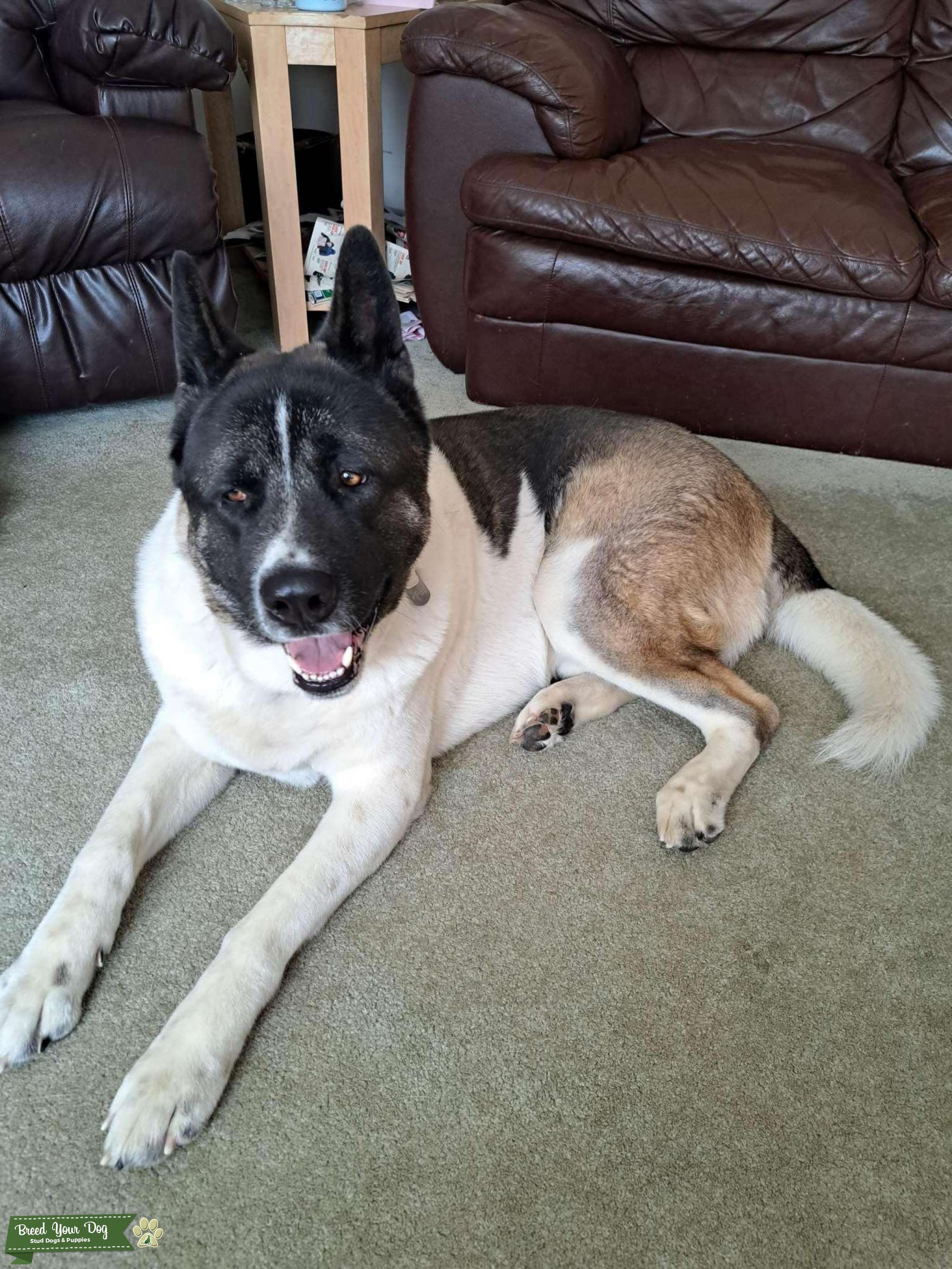 Akita/german shepherd - Stud Dog in Lloydminster, Mexico | Breed Your Dog