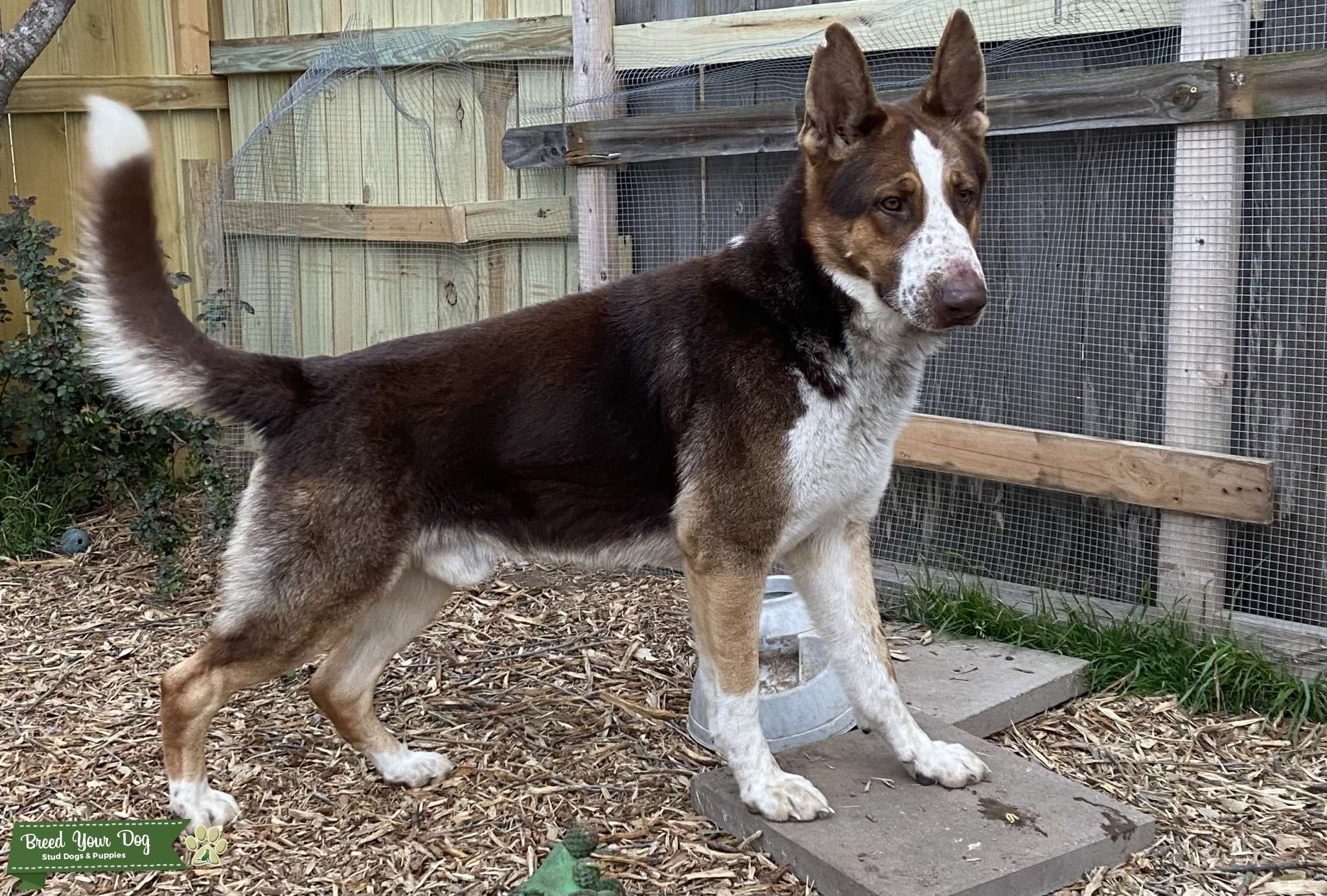 Rarest color stud for German Shepards - Stud Dog in Texas, Peru | Breed ...
