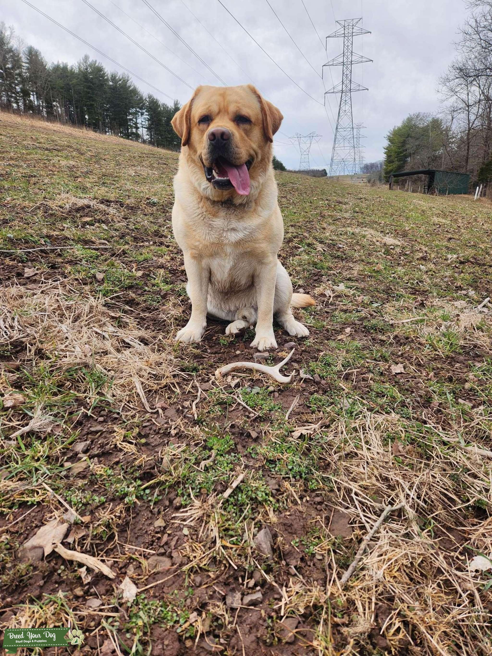 Male Yellow Labrador Stud - Stud Dog in Pennsylvania , the United ...