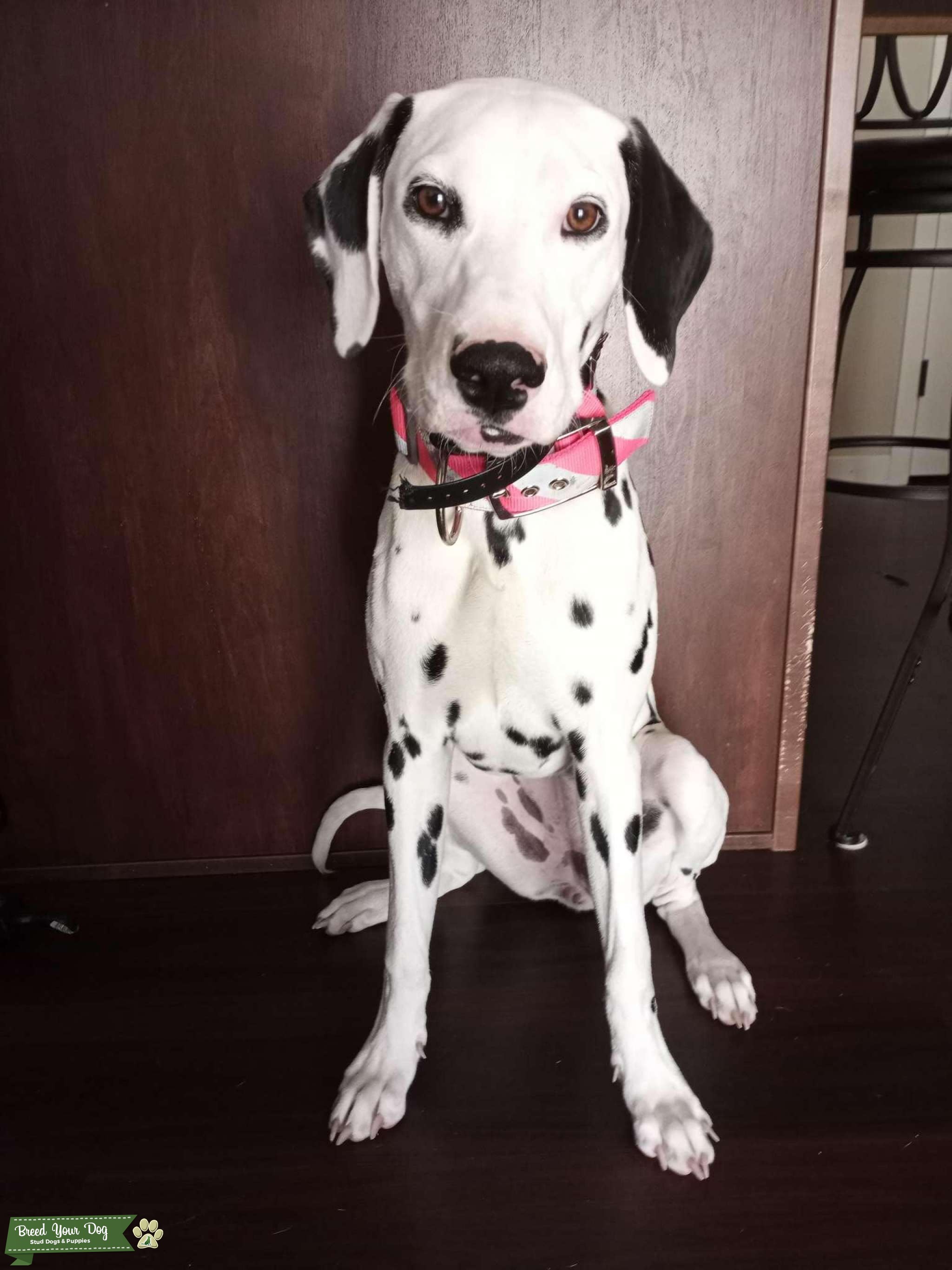 Female Dalmation - Stud Dog in North Dakota, the United States | Breed ...