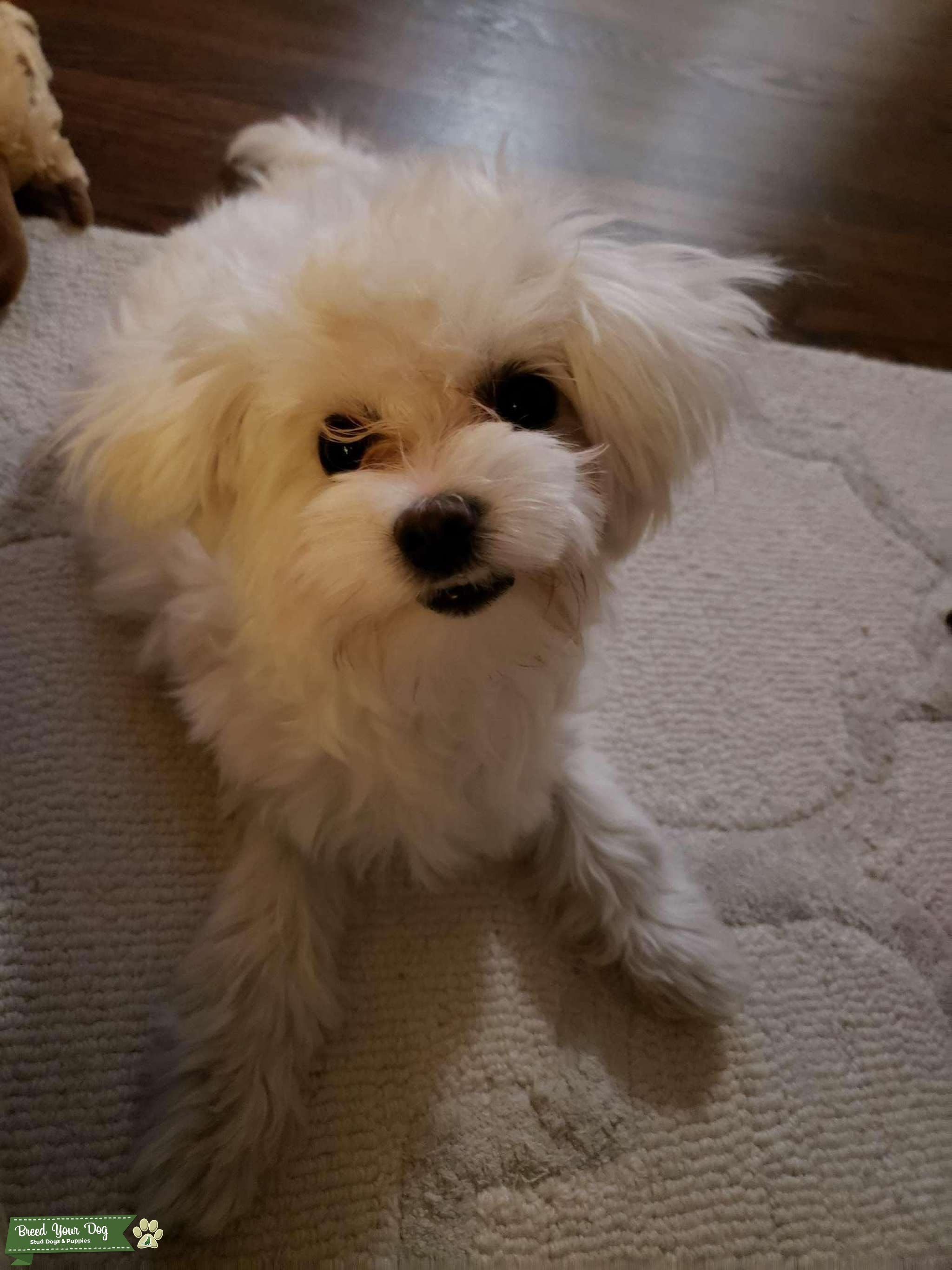Female white Maltese, 2 years old - Stud Dog in Maryland, United States ...