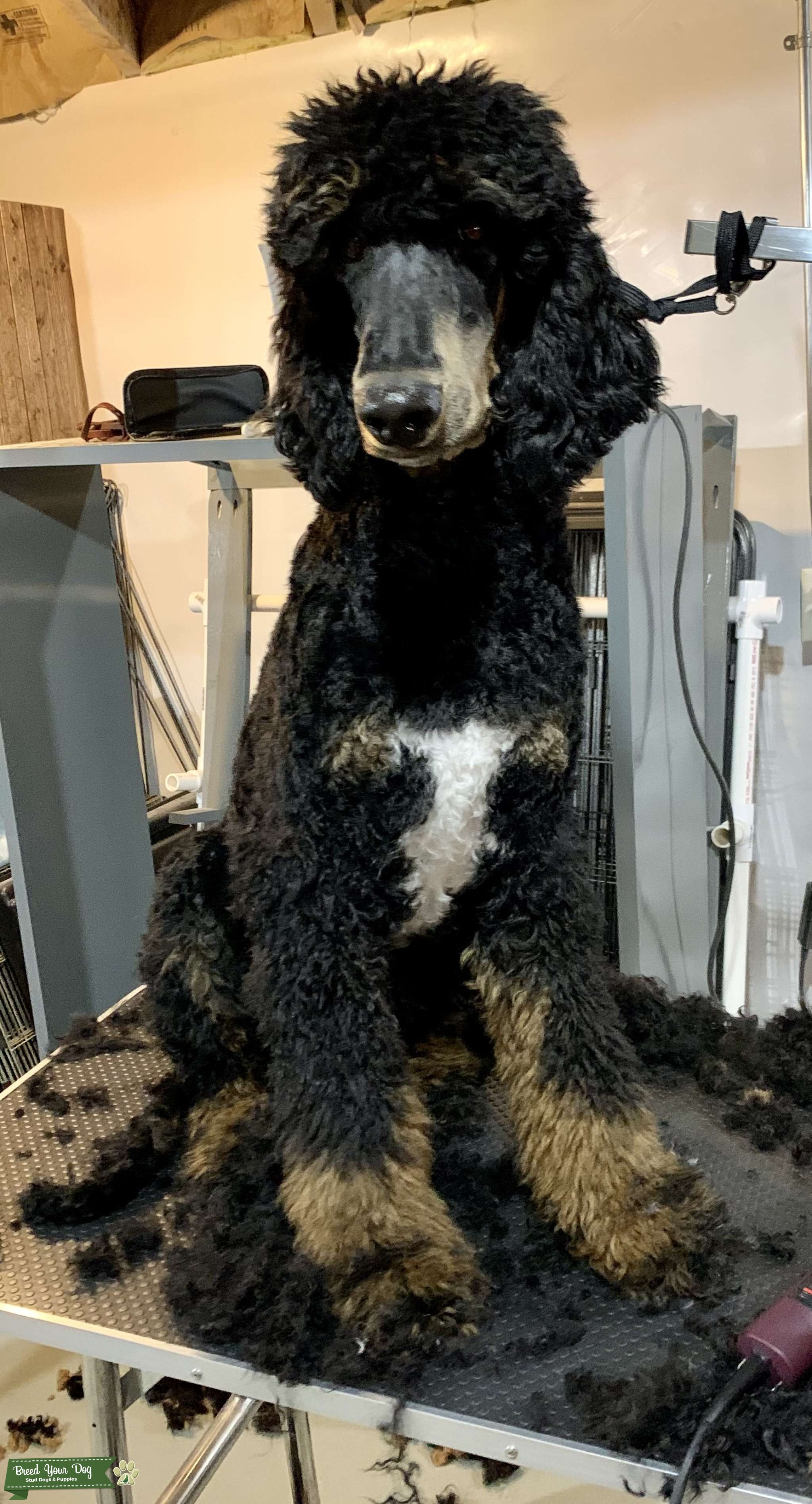 Abstract Phantom Standard Poodle/Carries red and parti gene - Stud Dog ...