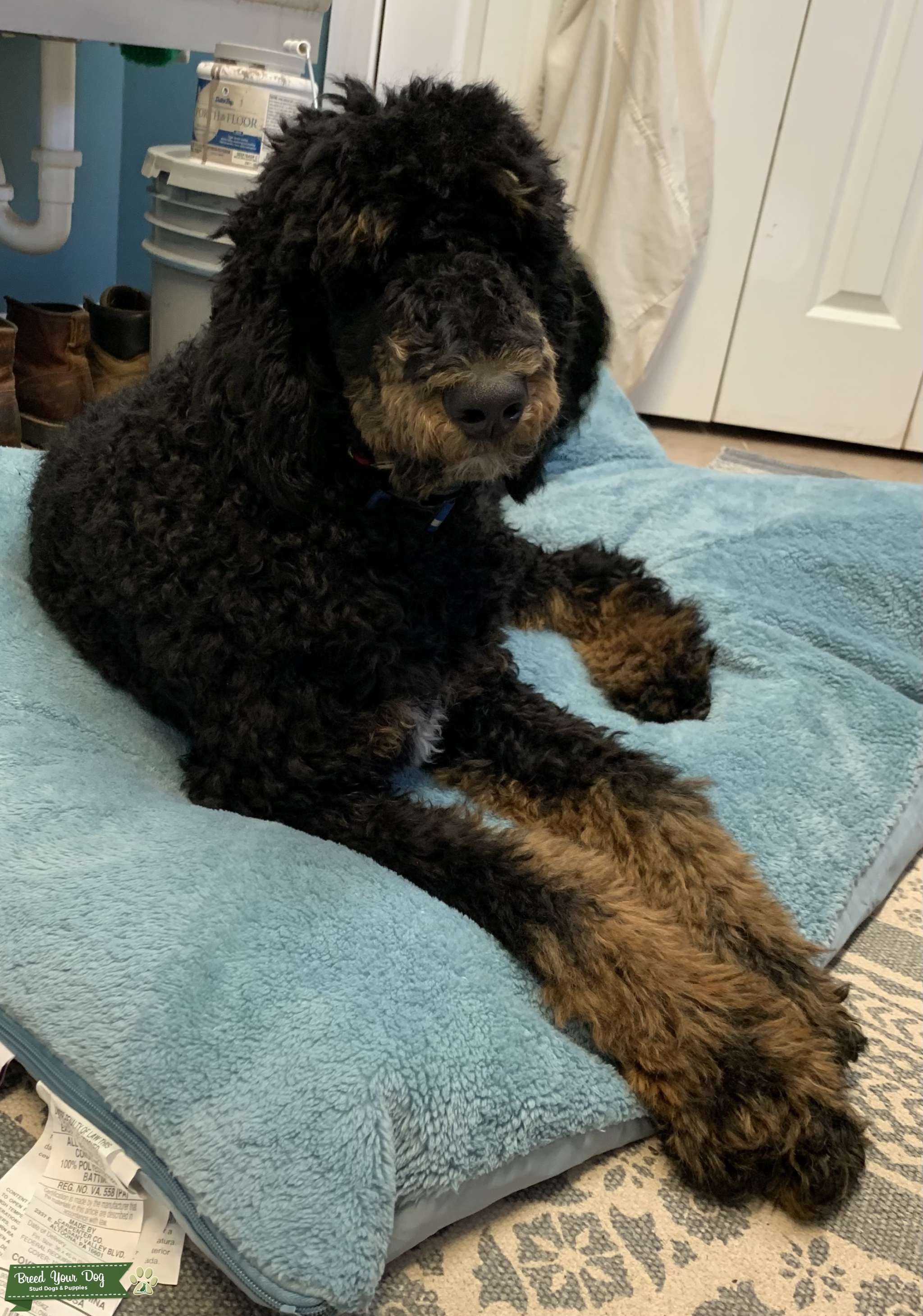 Abstract Phantom Standard Poodle/Carries red and parti gene - Stud Dog ...