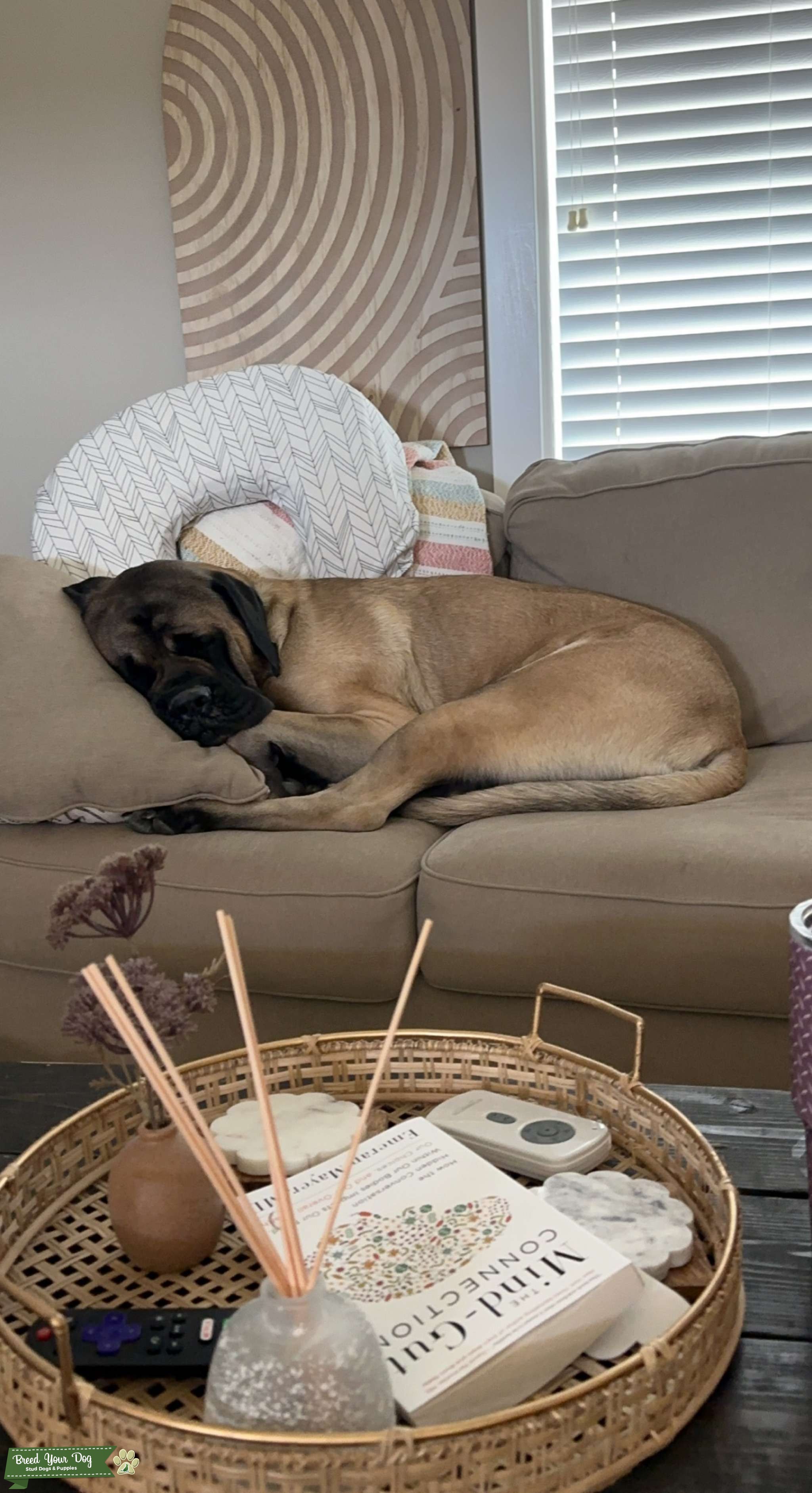 Pure Bread English Mastiff Male - Stud Dog in Kansas, United States ...