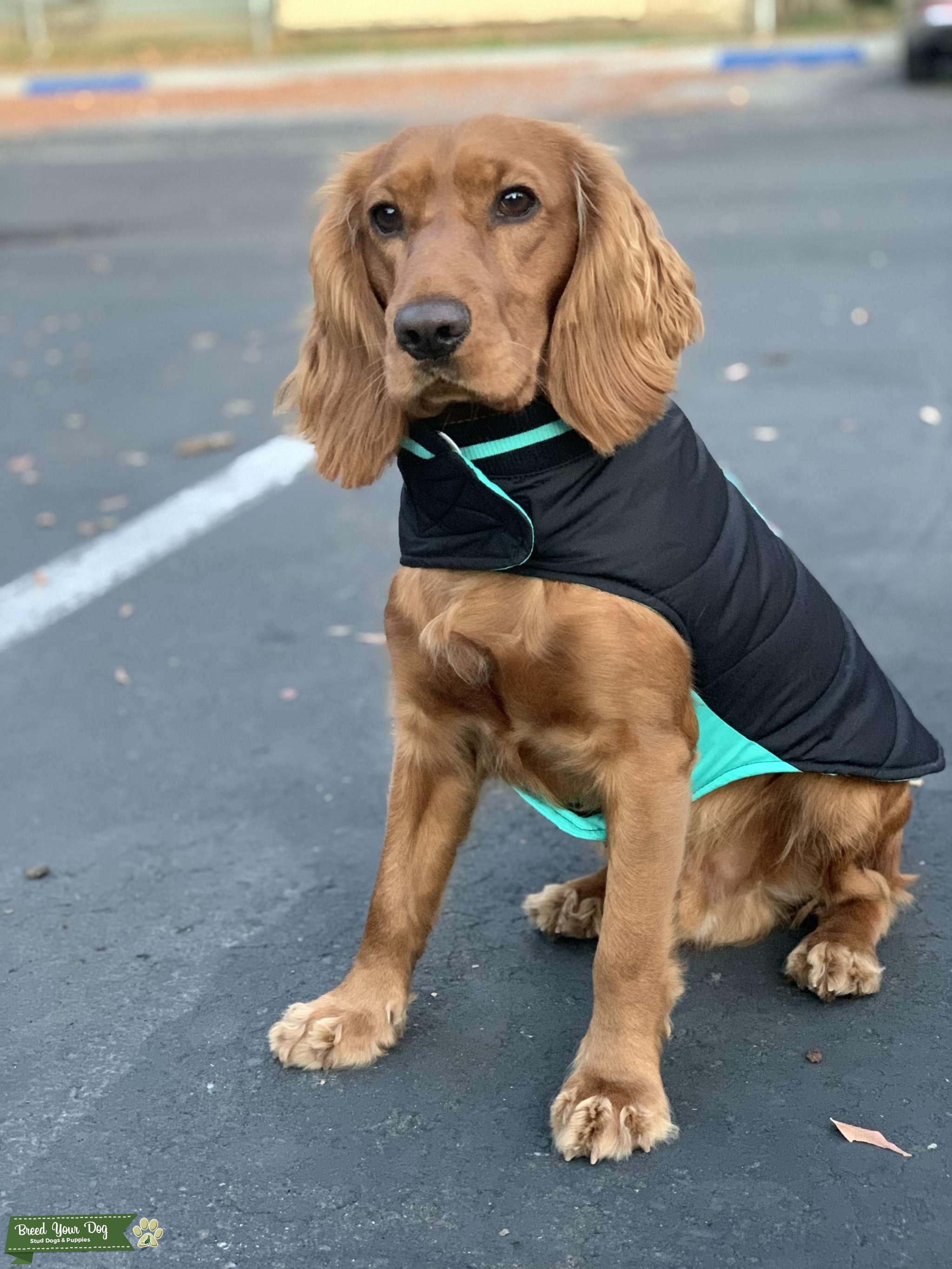 ENGLISH COCKER SPANIEL - Stud Dog in CA, the United States | Breed Your Dog