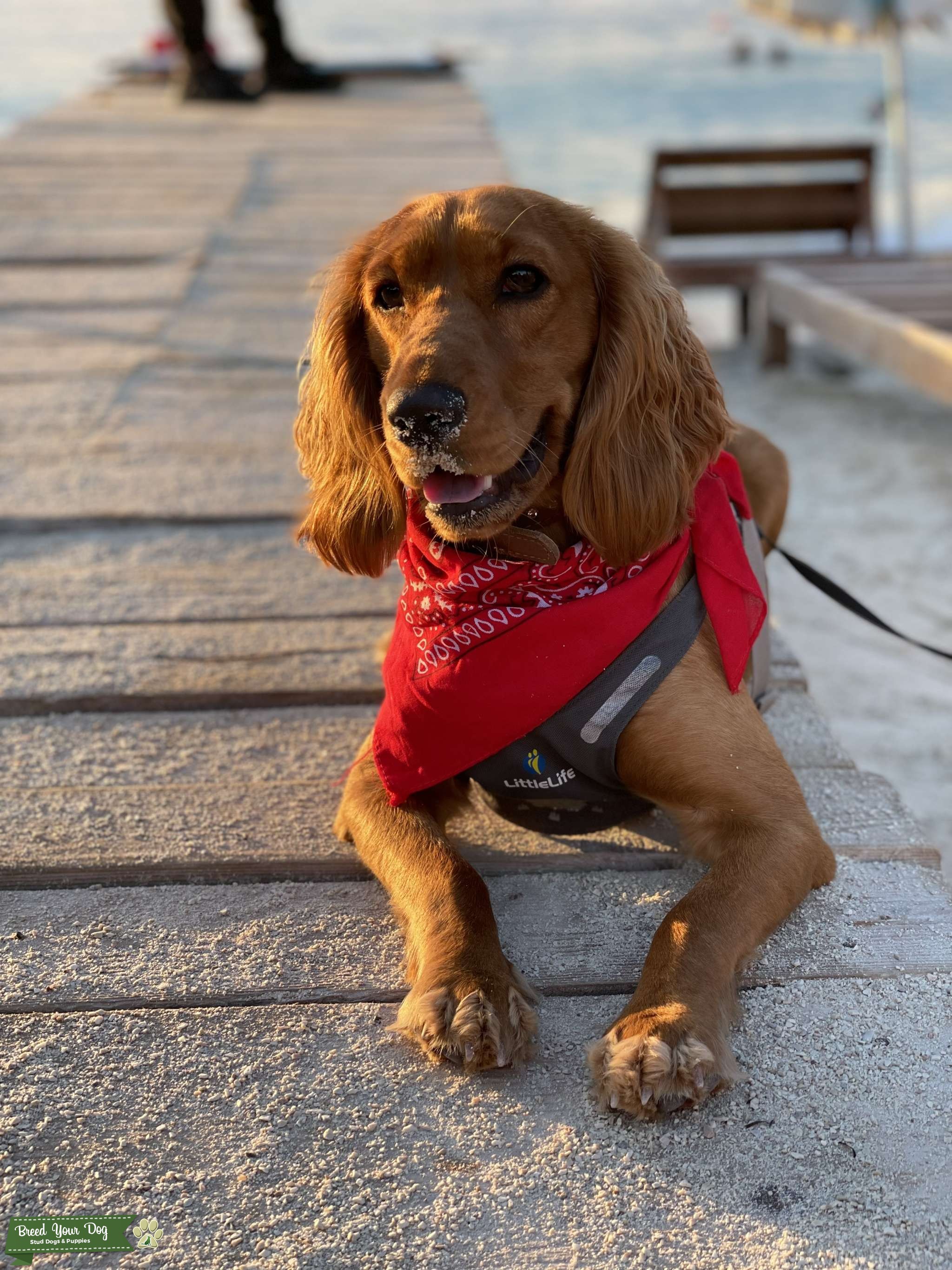 ENGLISH COCKER SPANIEL - Stud Dog in CA, the United States | Breed Your Dog