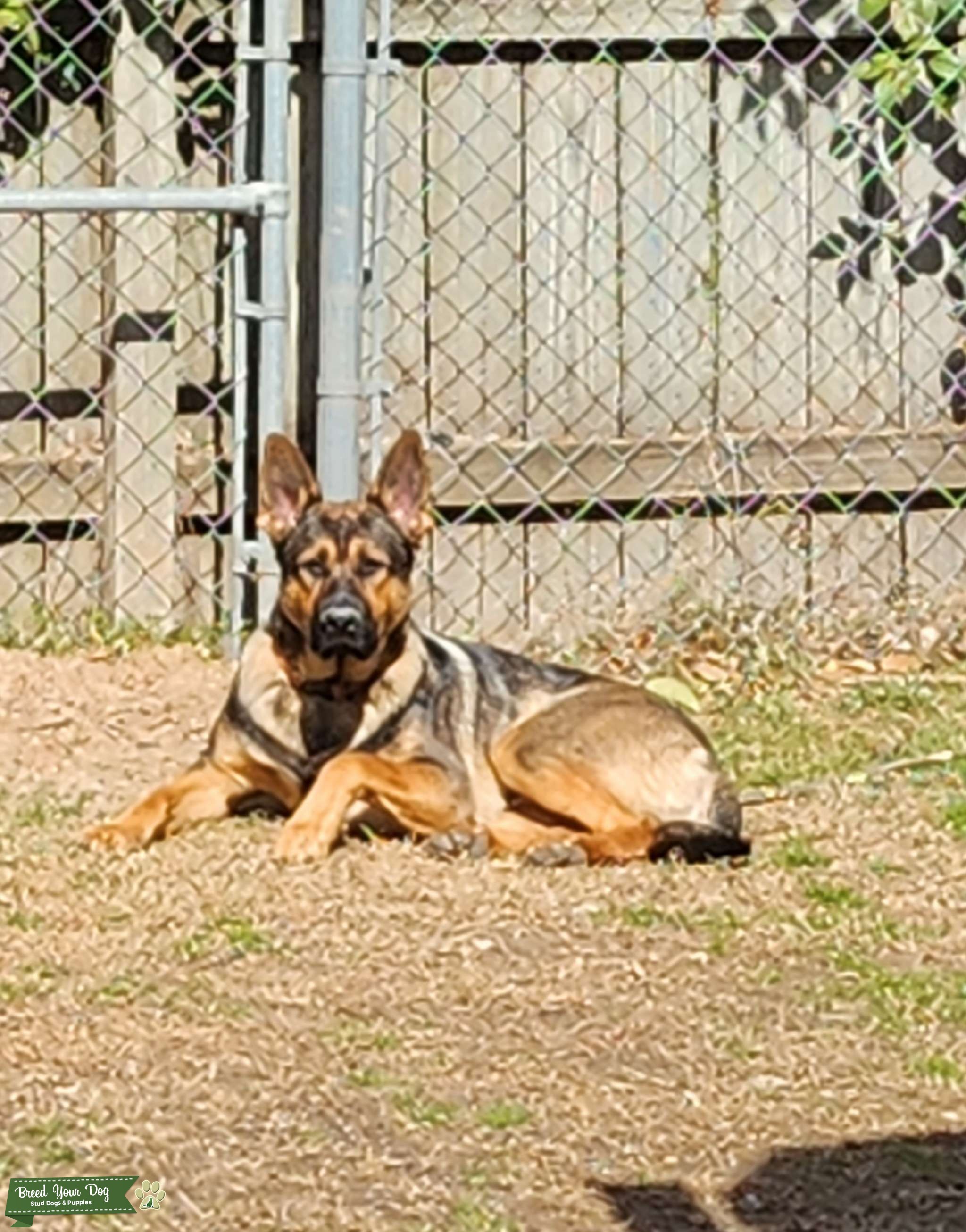 German Shepherd 13mo 80lb STUD - Stud Dog in North Louisiana, the ...