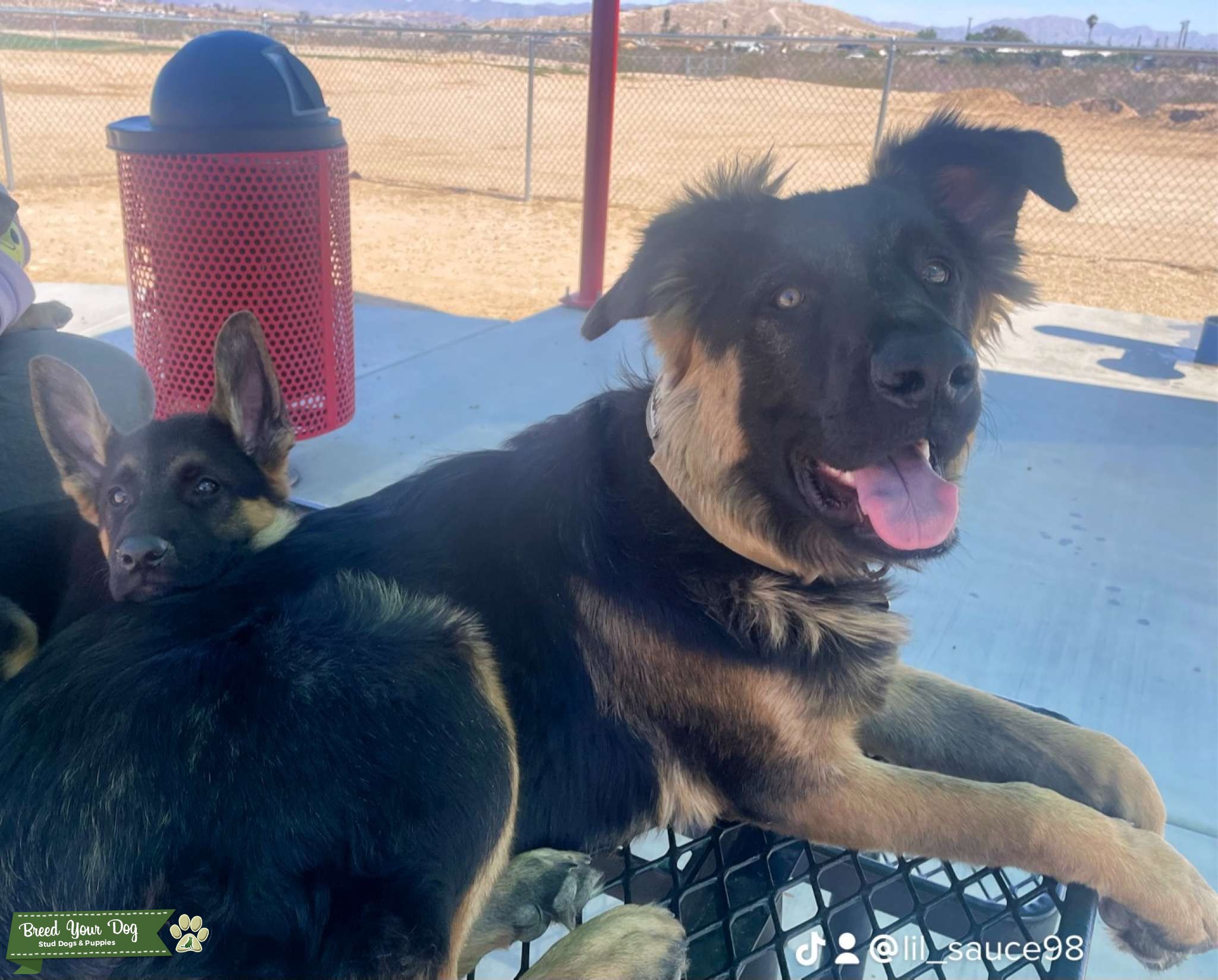 Stud - Stud Dog in California , the United States | Breed Your Dog