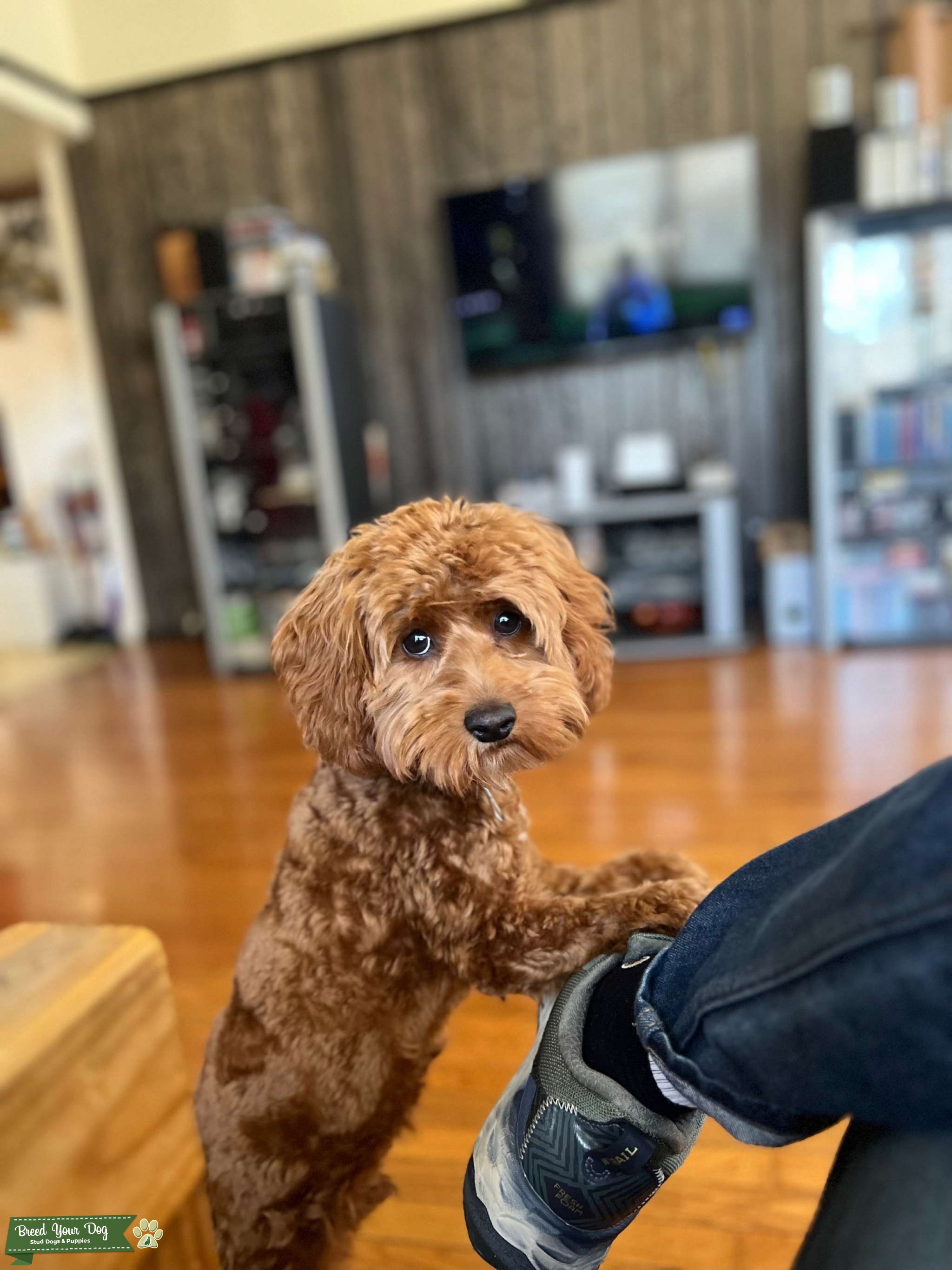 Seeking Female Cavapoo - Stud Dog in Hudson Valley, Serbia | Breed Your Dog