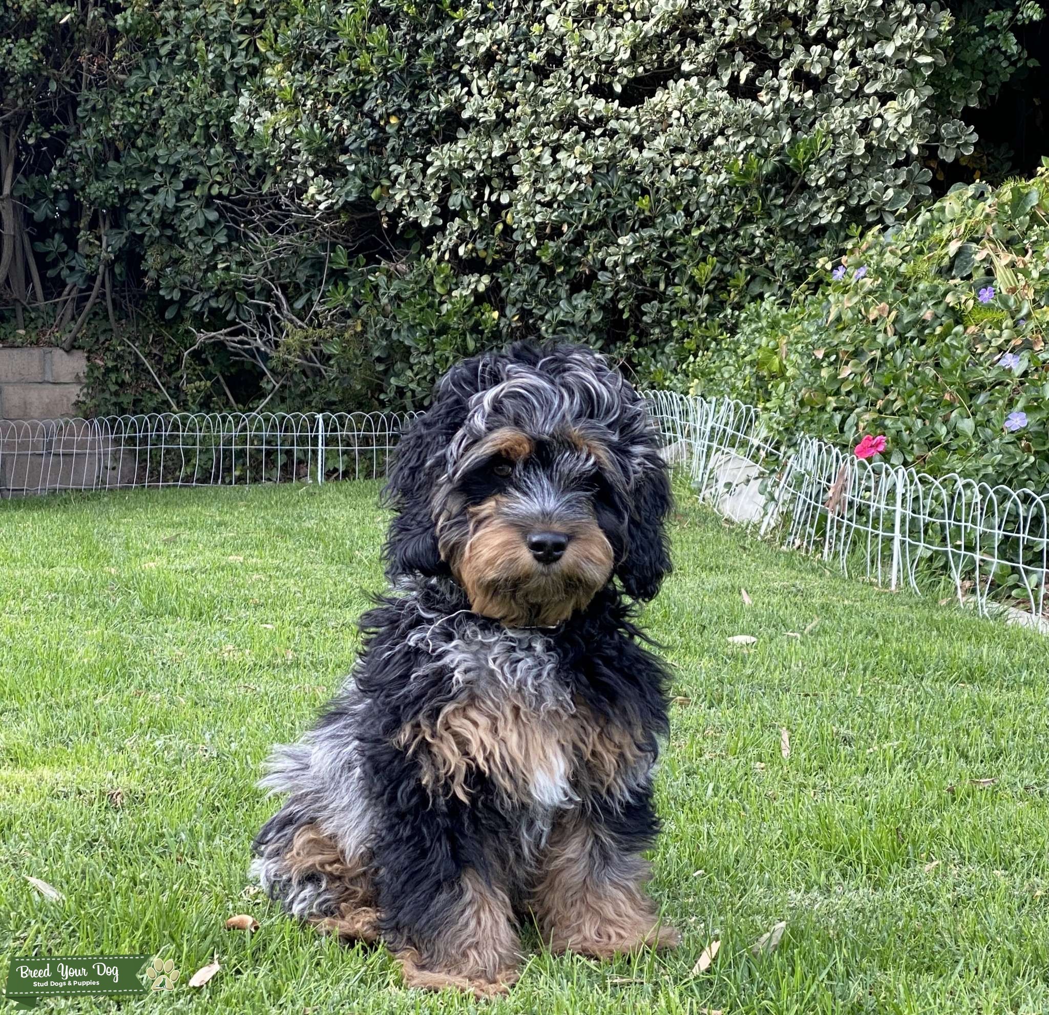 3 yr old brindle Cockapoo - Stud Dog in CA, the United States | Breed ...