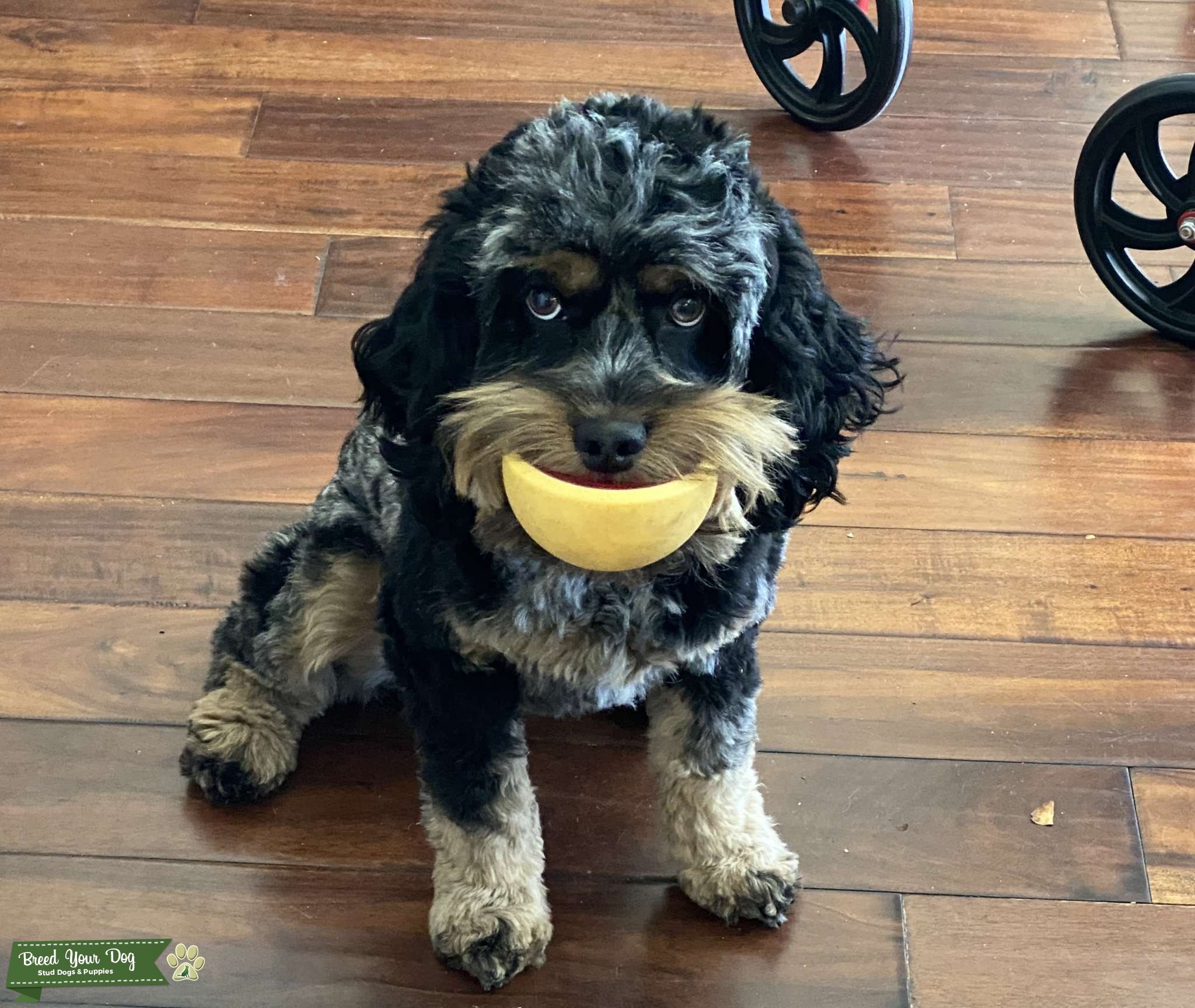 3 yr old brindle Cockapoo - Stud Dog in CA, the United States | Breed ...