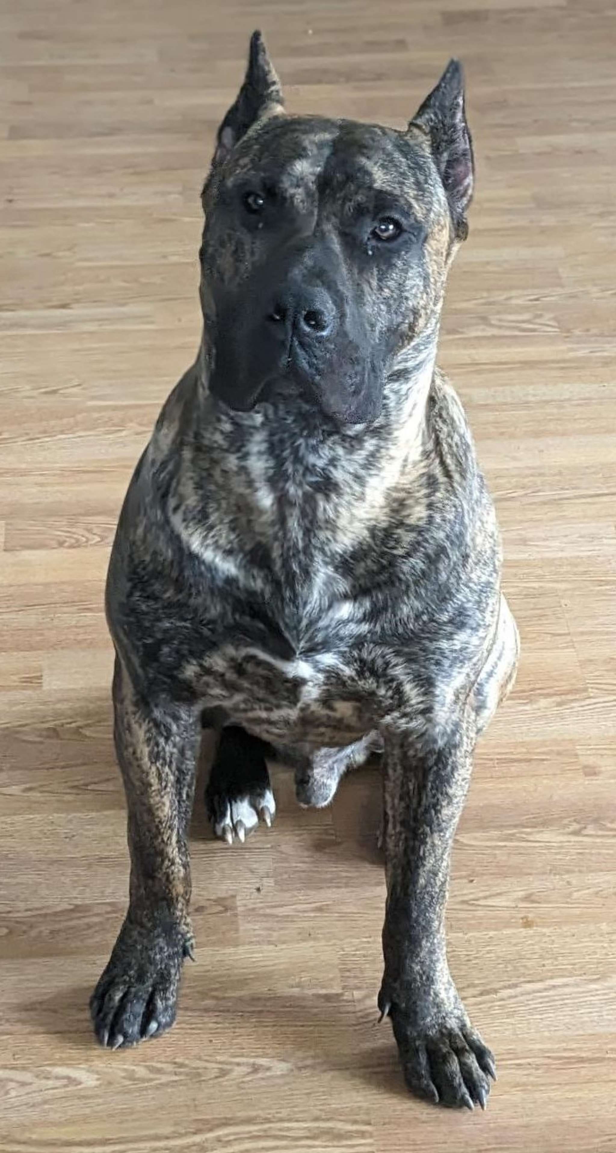 Perro De Presa Canario Stud - Chatham, Ontario - Stud Dog in Chatham ...