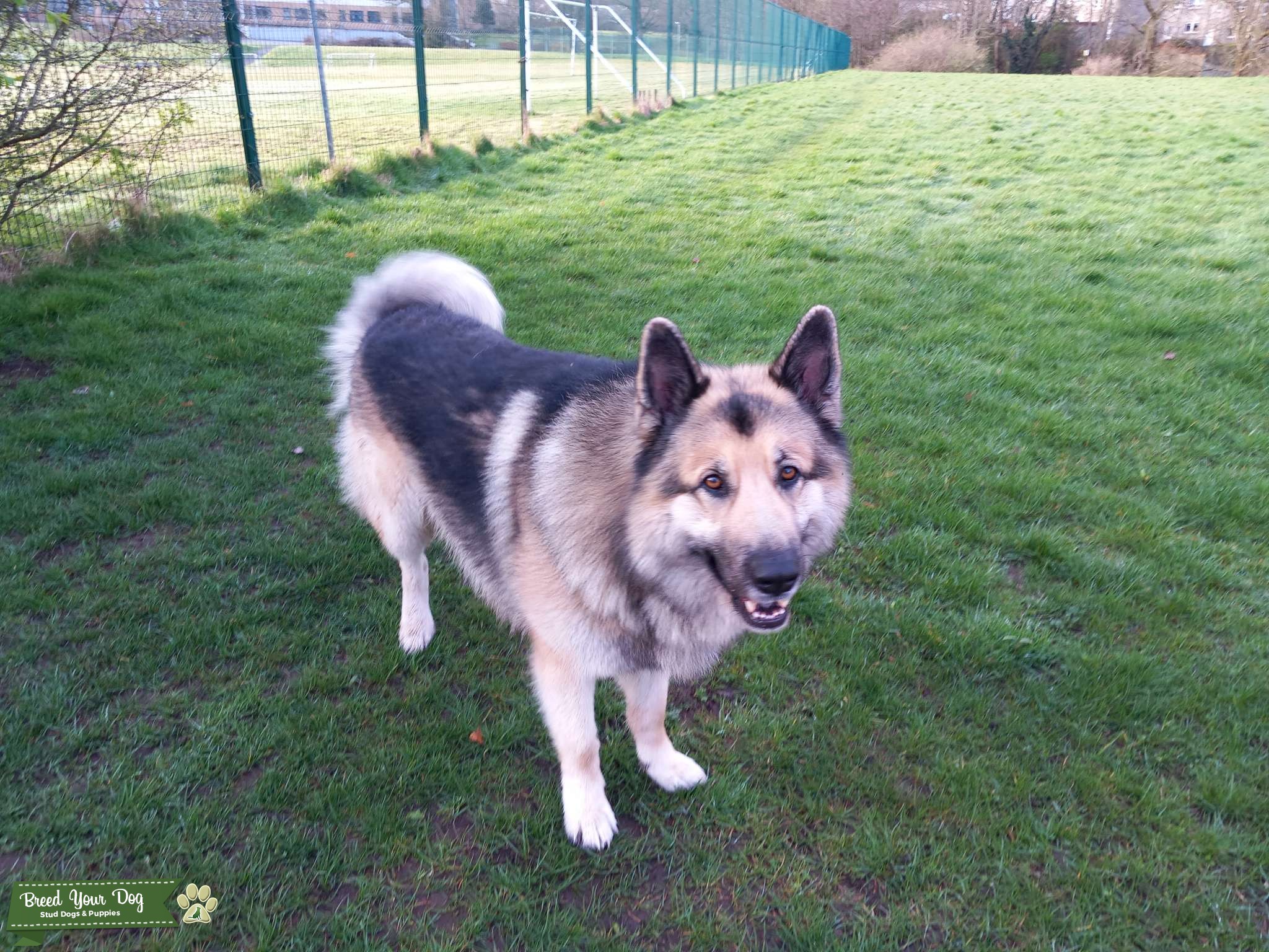 Alaskan Shepherd for Stud - Stud Dog in Scotland, the United States ...