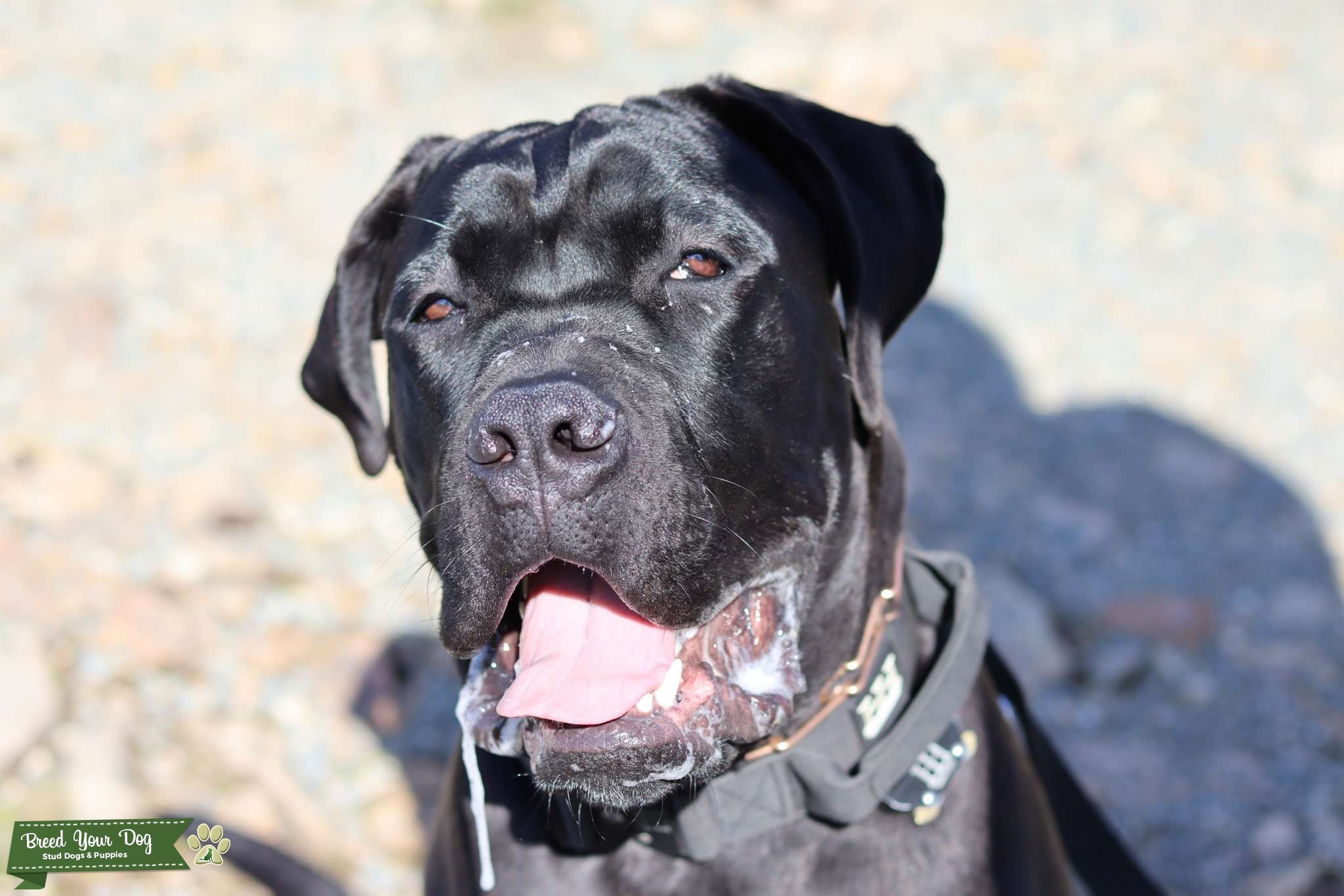 Chief available for stud! - Stud Dog in Conwy, Thailand | Breed Your Dog