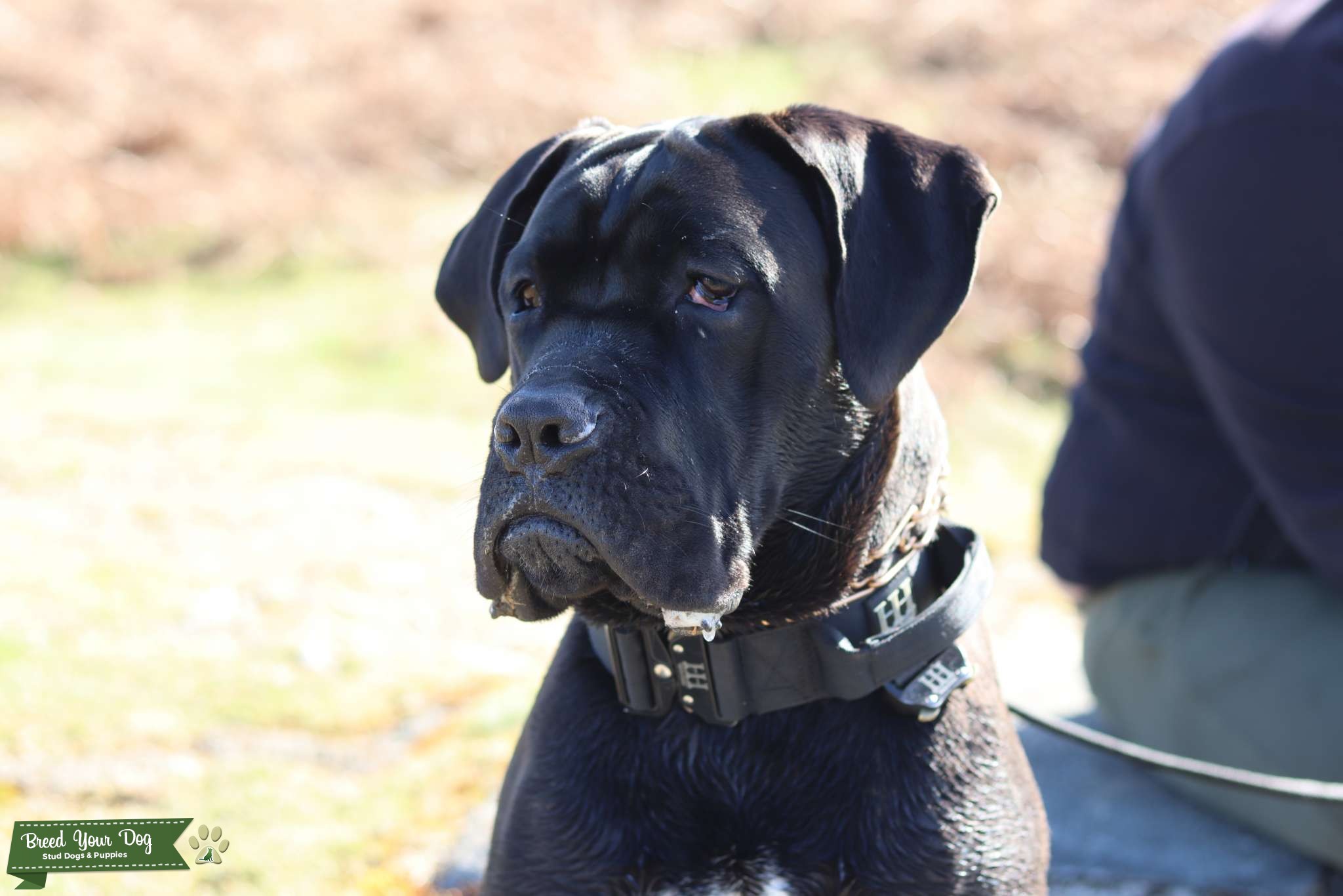 Chief available for stud! - Stud Dog in Conwy, Thailand | Breed Your Dog