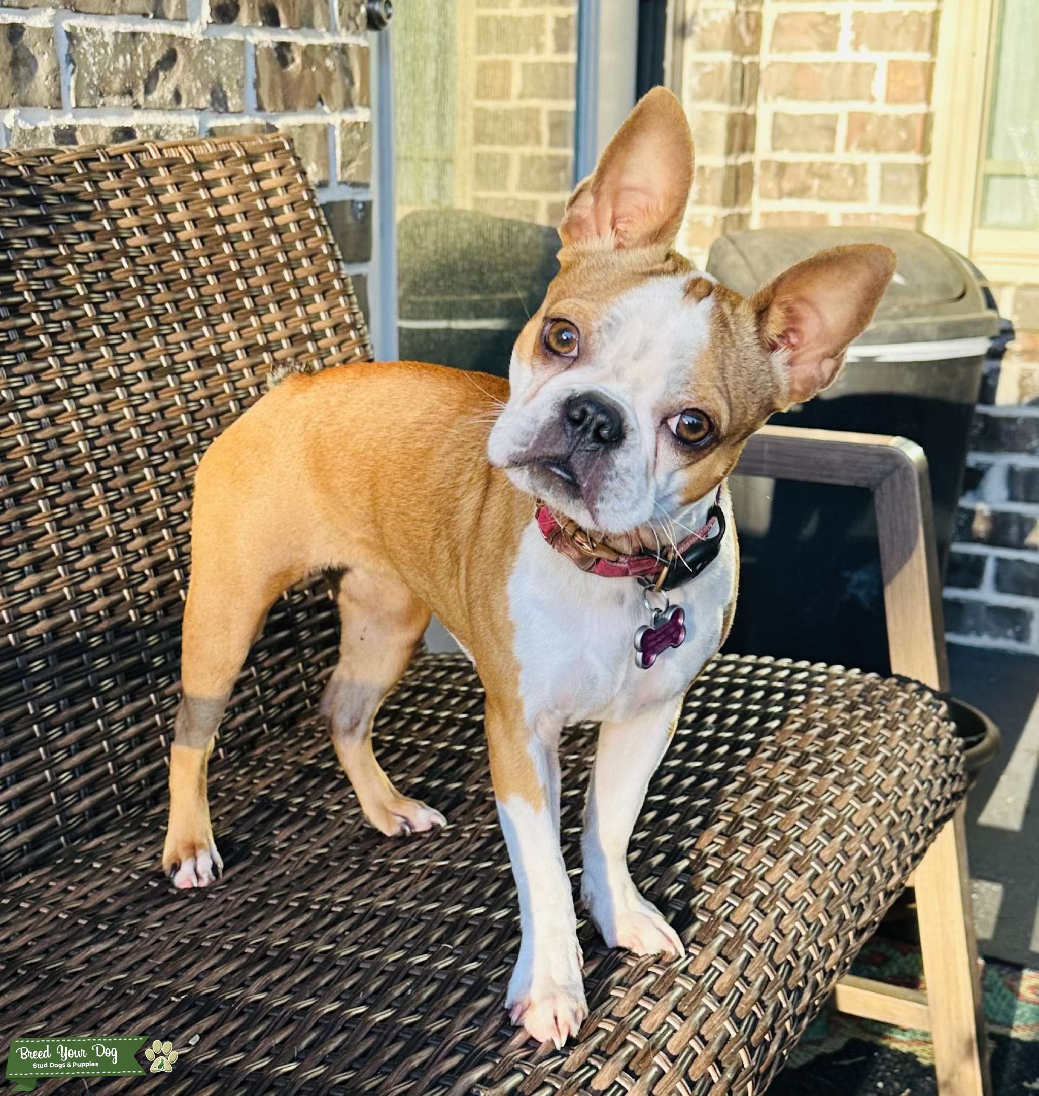 Beautiful Tan/White Boston terrier - Stud Dog in Texas, United States ...