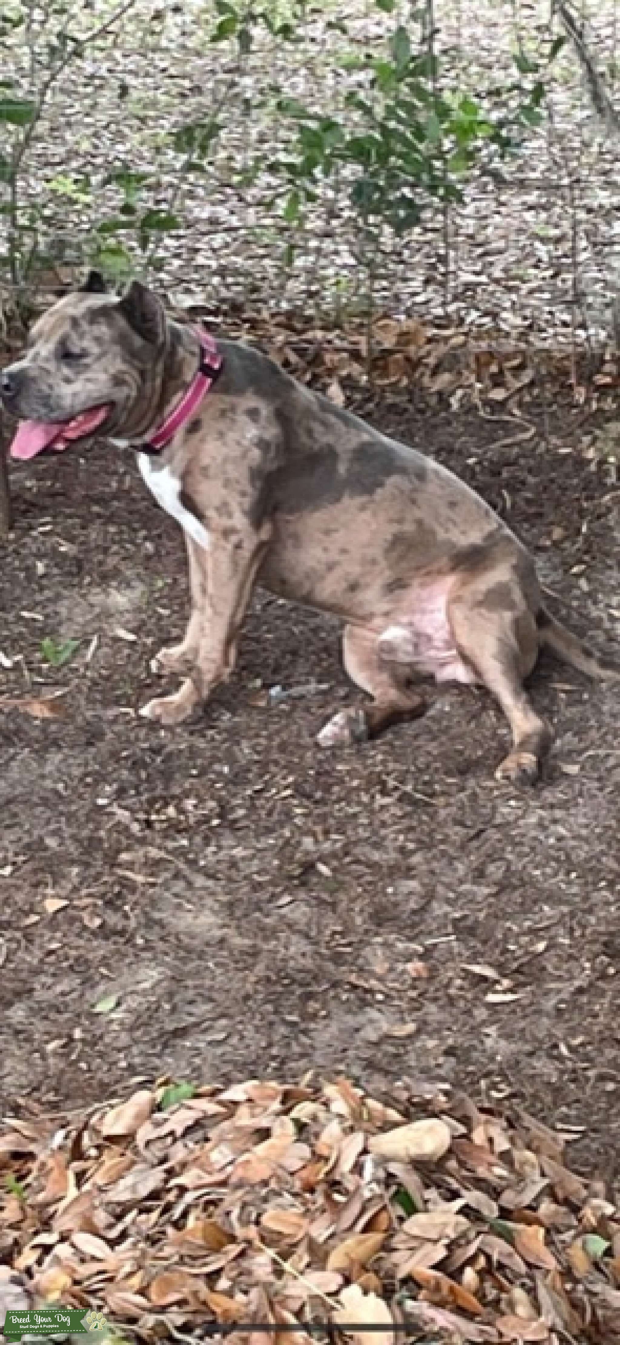 Top boy XL ALL AMERICAN BULLY ready to stud - Stud Dog in FL, the ...