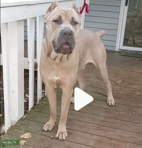 Cane Corso Stud Dogs Available Now in the United States | Breed Your Dog