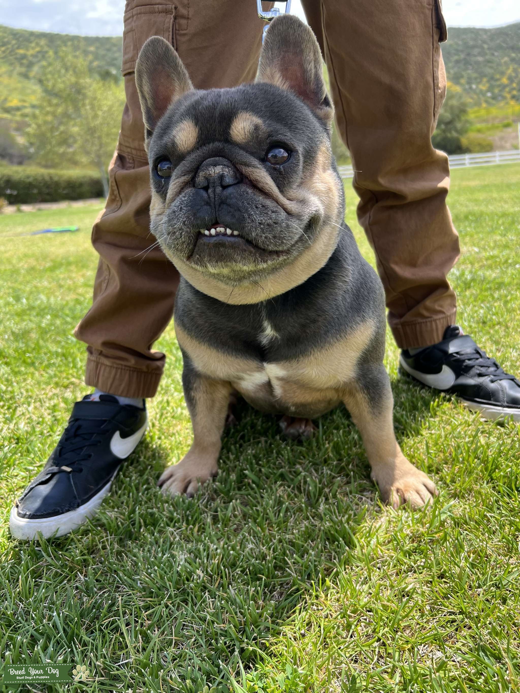 Blue and Tan Male - Stud Dog in Riverside , United States | Breed Your Dog