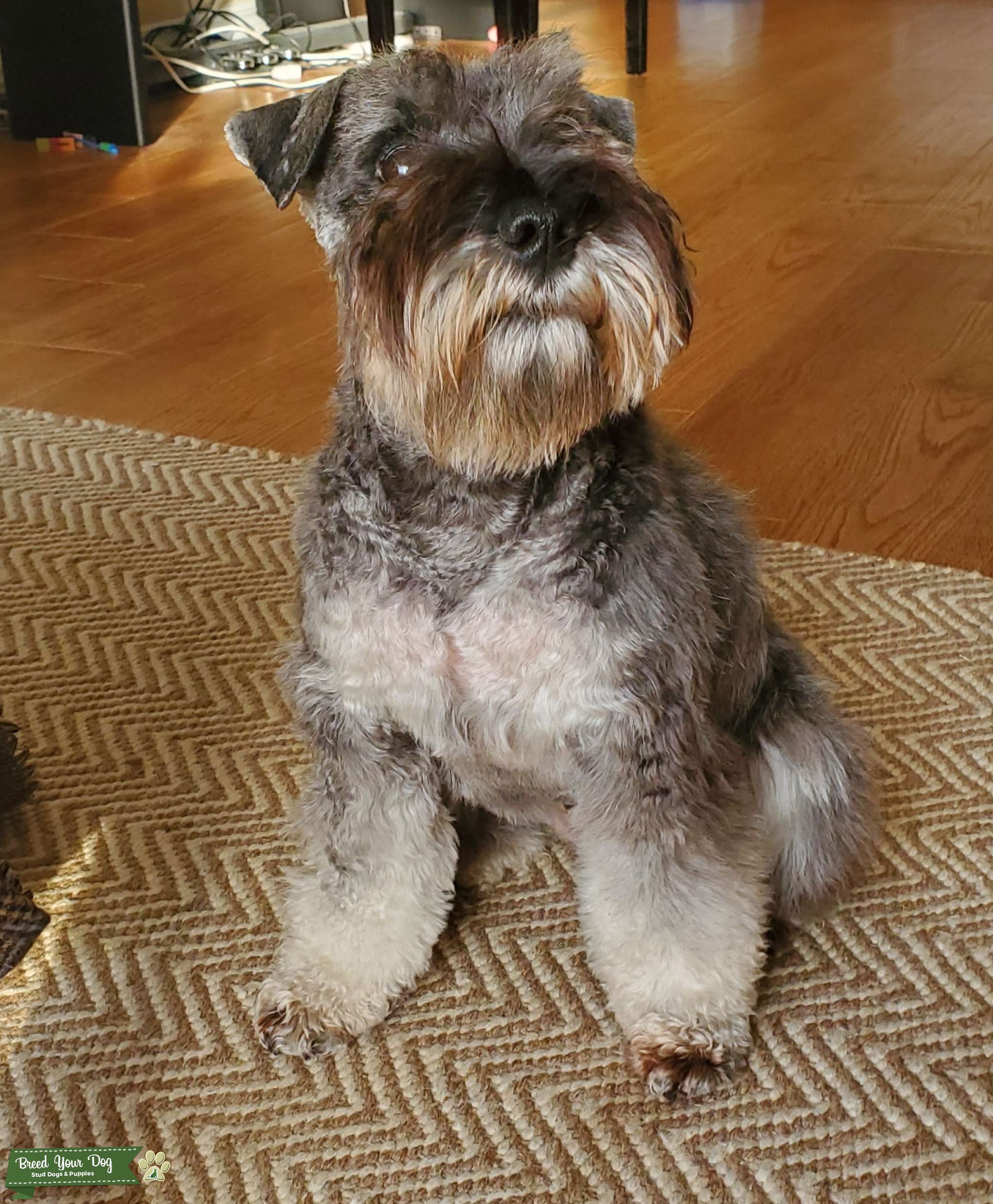 miniature schnauzer female - Stud Dog in London, Ontario, the United ...