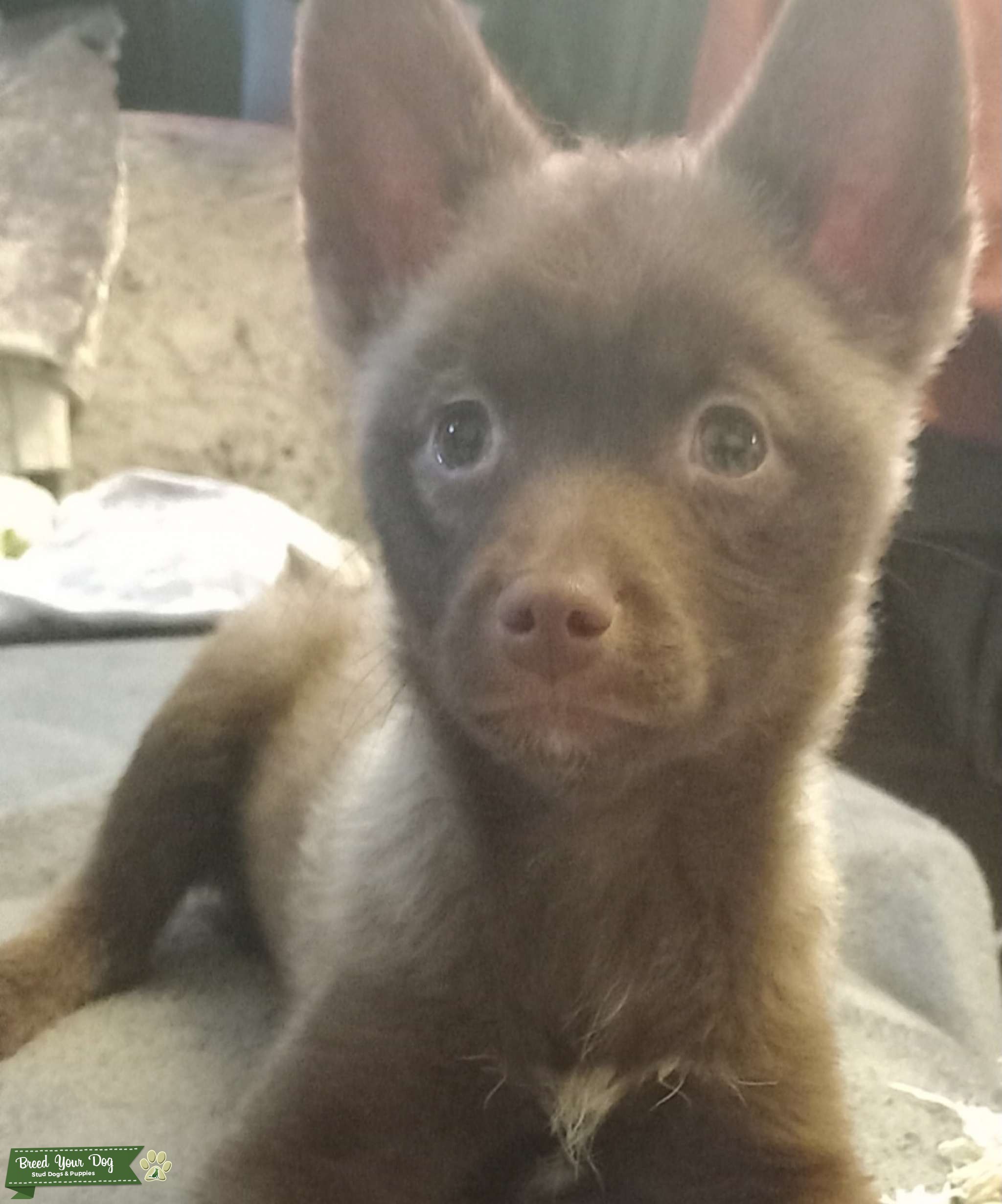 Small F3 pomsky for stud - Stud Dog in Anglesey , France | Breed Your Dog