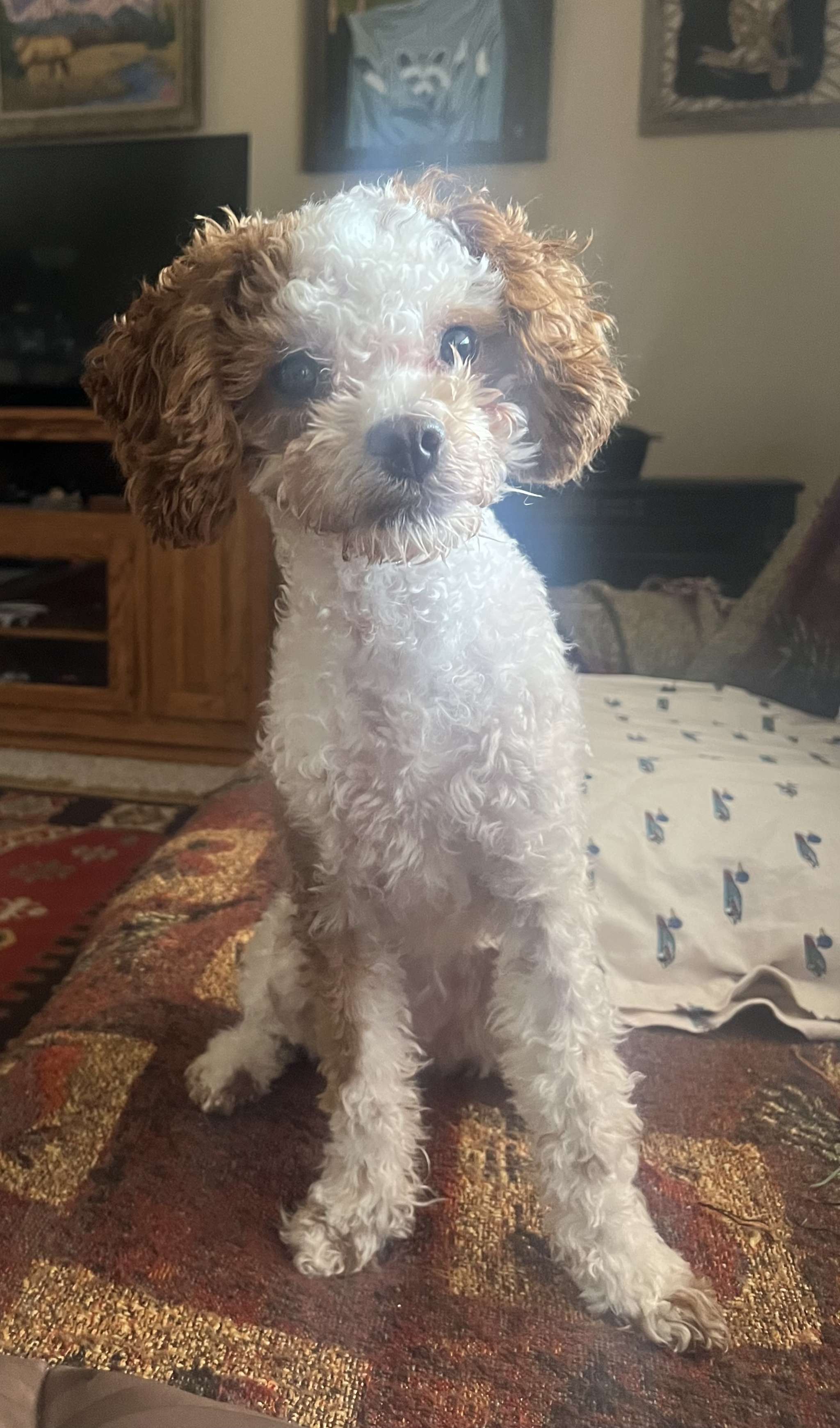 Beautiful Cavapoo Wants to be a mom - Stud Dog in West, United States ...