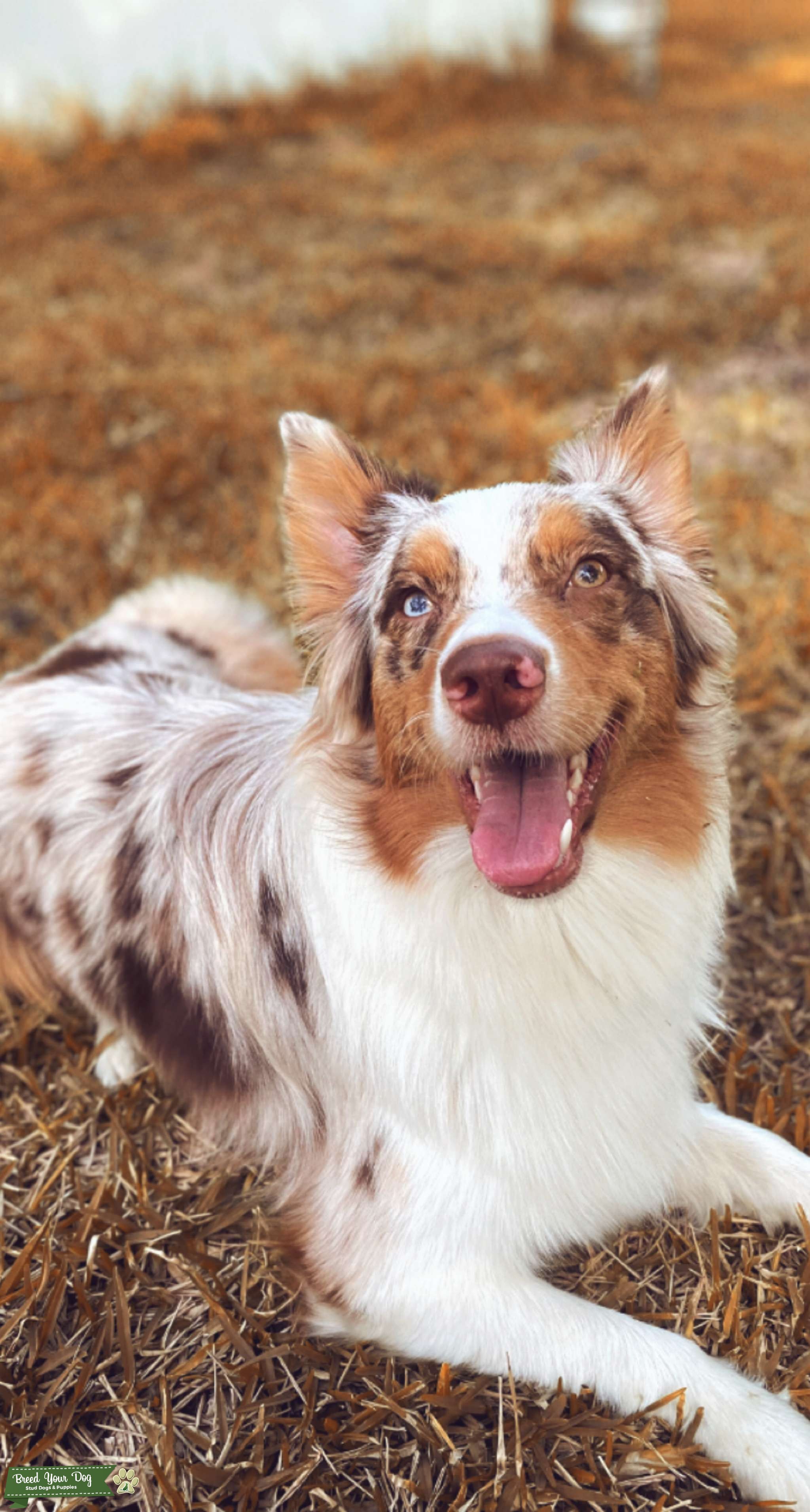 Red Merle Standard Australian Shepherd - Stud Dog in Florida, United ...