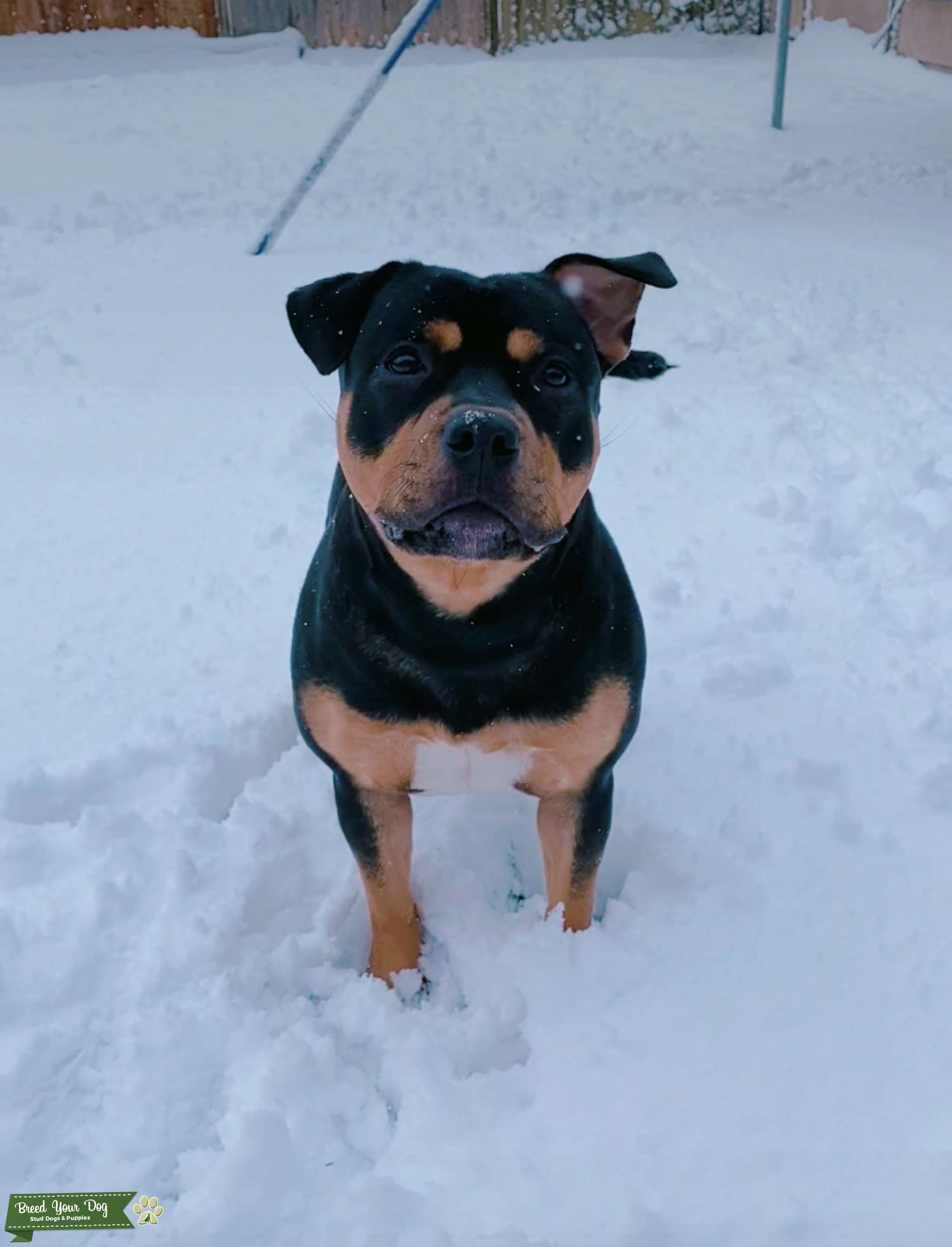 Staffy black tri (tan&white) - Stud Dog in Derbyshire, the United ...