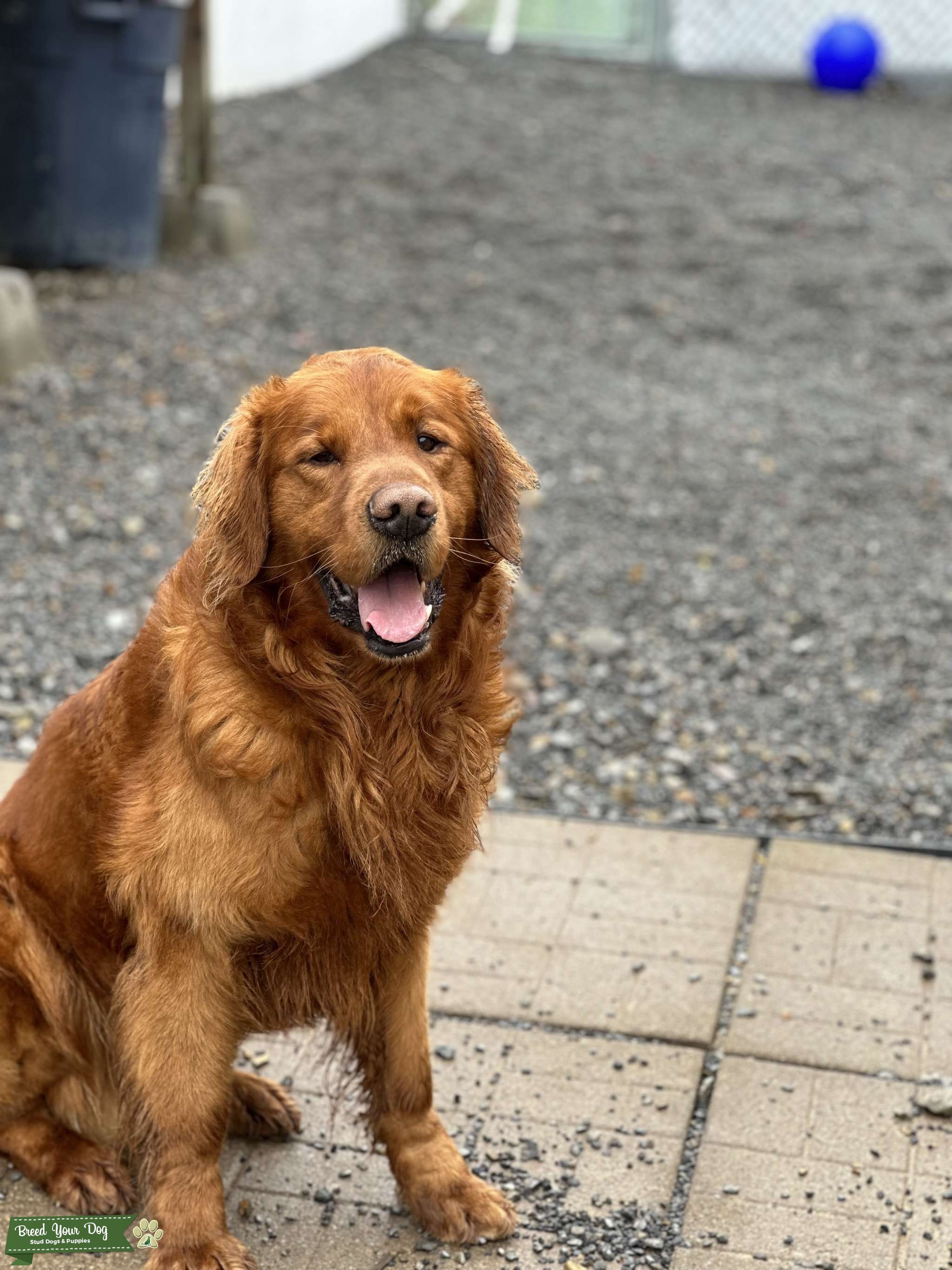 Red Golden Retriever - Stud Dog in Pennsylvania , Mexico | Breed Your Dog