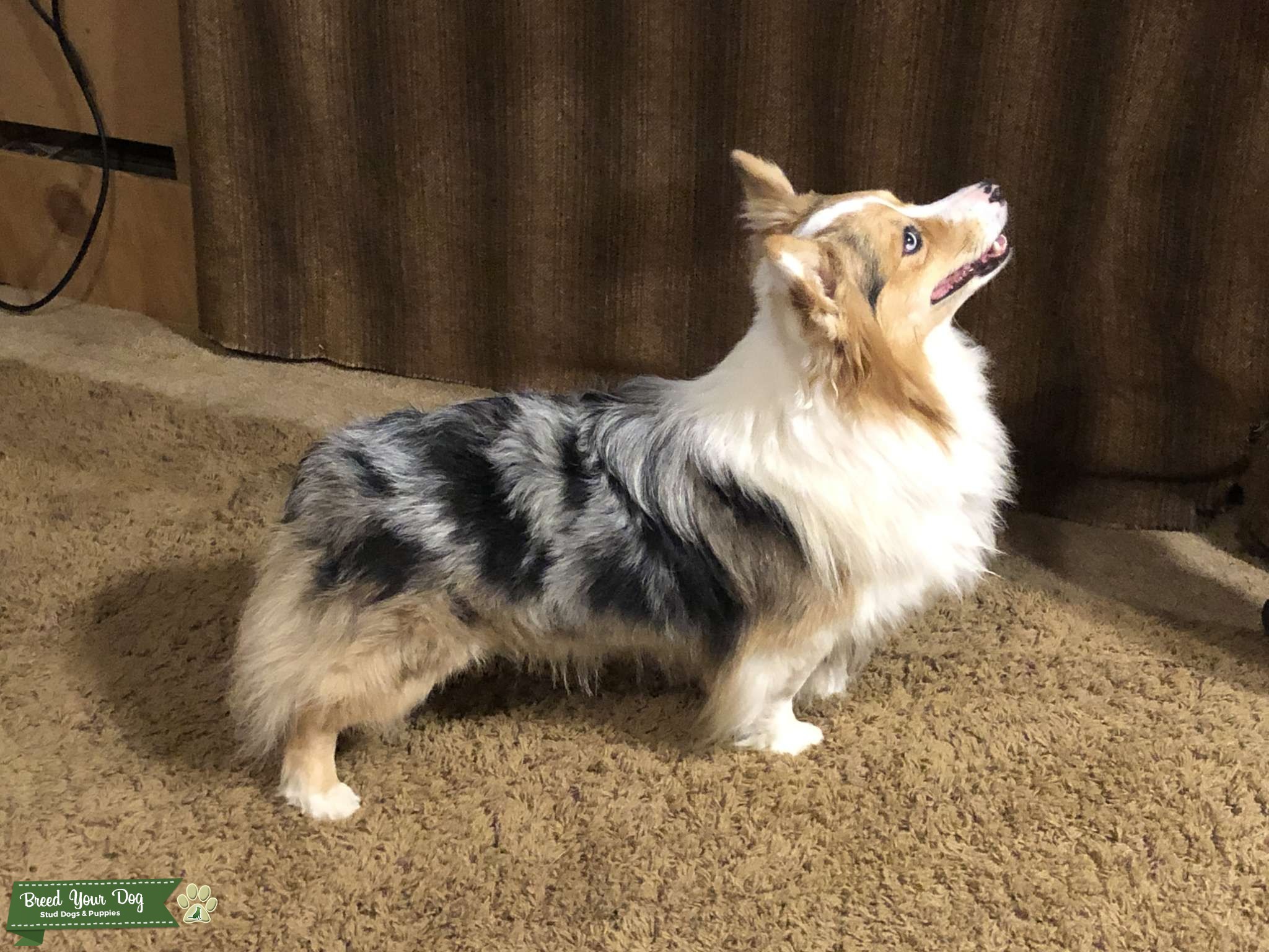 Blue Merle Fluffy Register American Corgi - Stud Dog in CA, Brazil ...