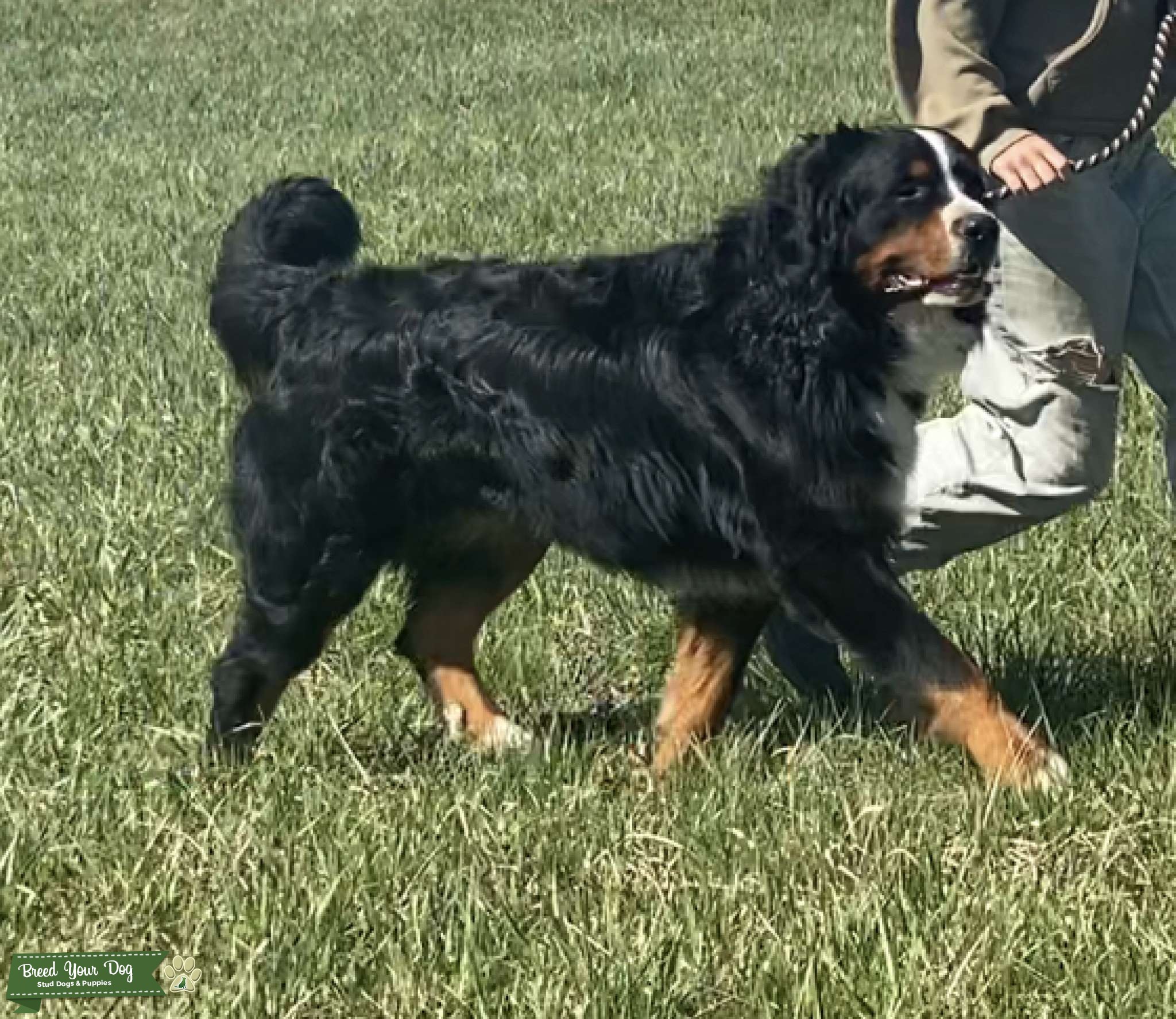 Beautiful naturally reared Berner - Stud Dog in Iowa, the United States ...