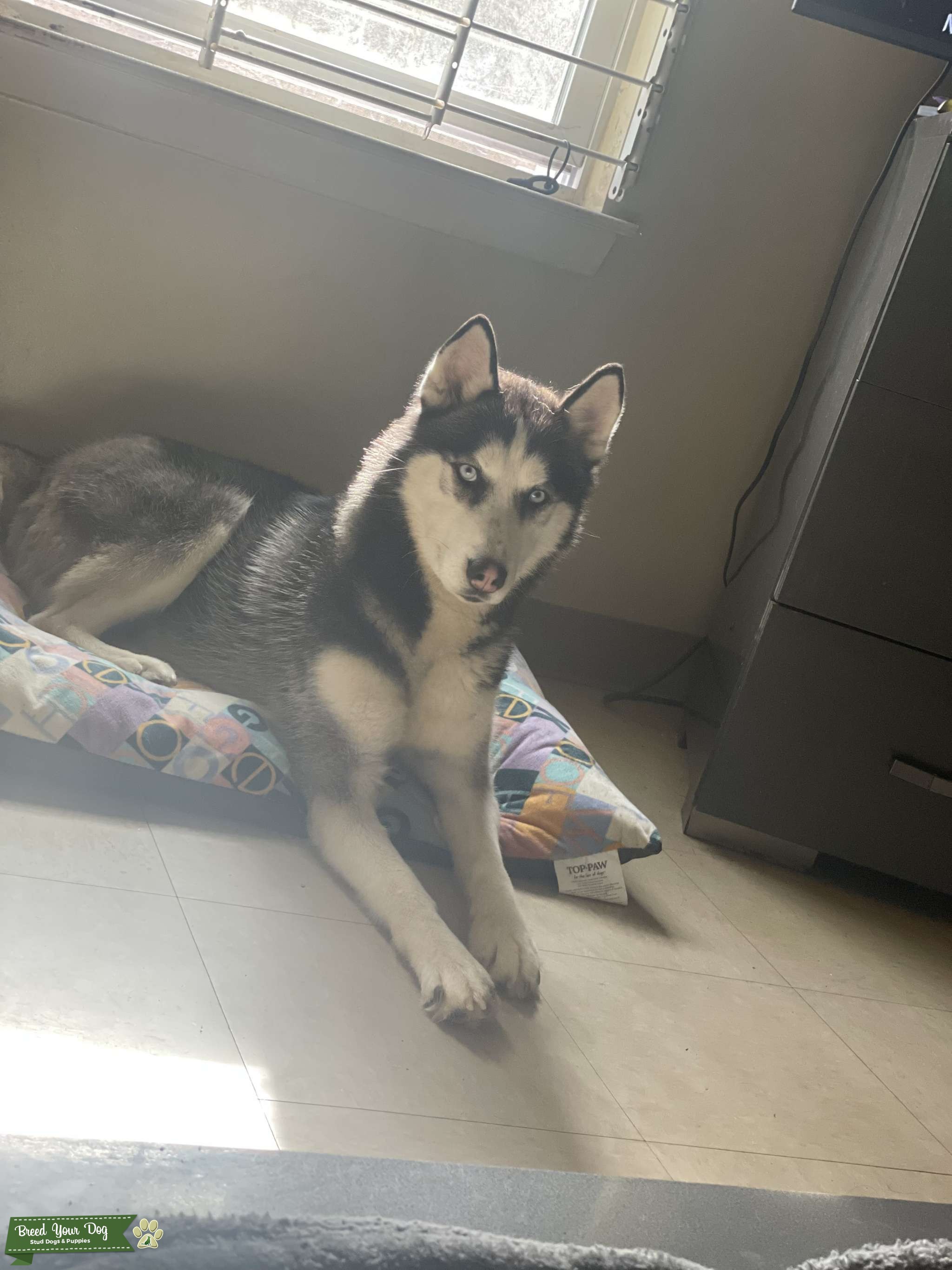 Full bred Siberian Husky - Stud Dog in Pennsylvania , the United States ...