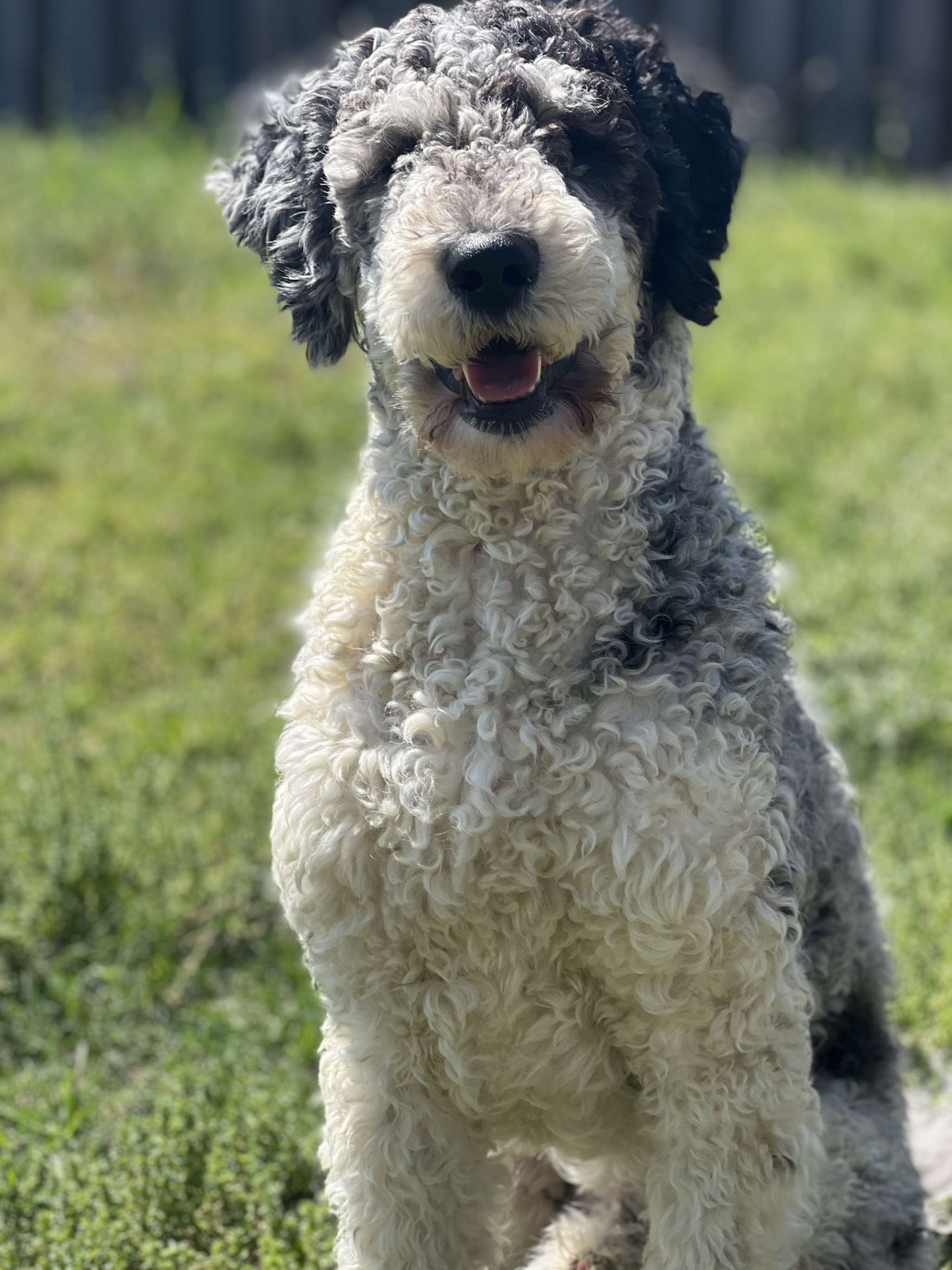 FIb Standard Goldendoodle Blue Merle Phantom Tuxedo Male - White Collar ...