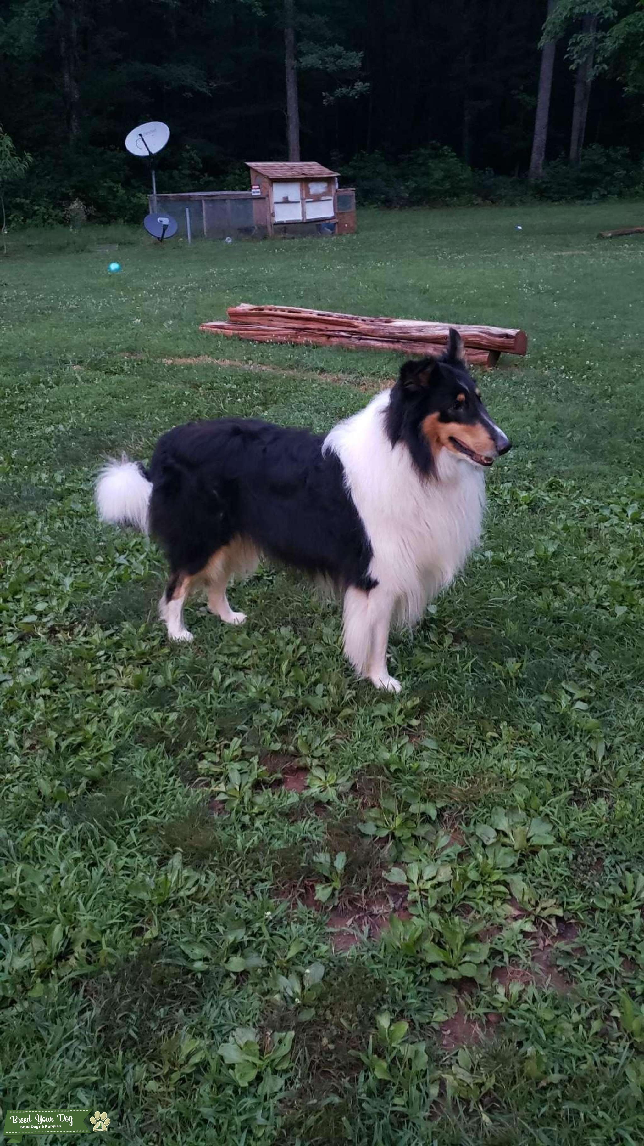Tri Color Rough Collie Stud - Stud Dog in Virginia, the United States ...