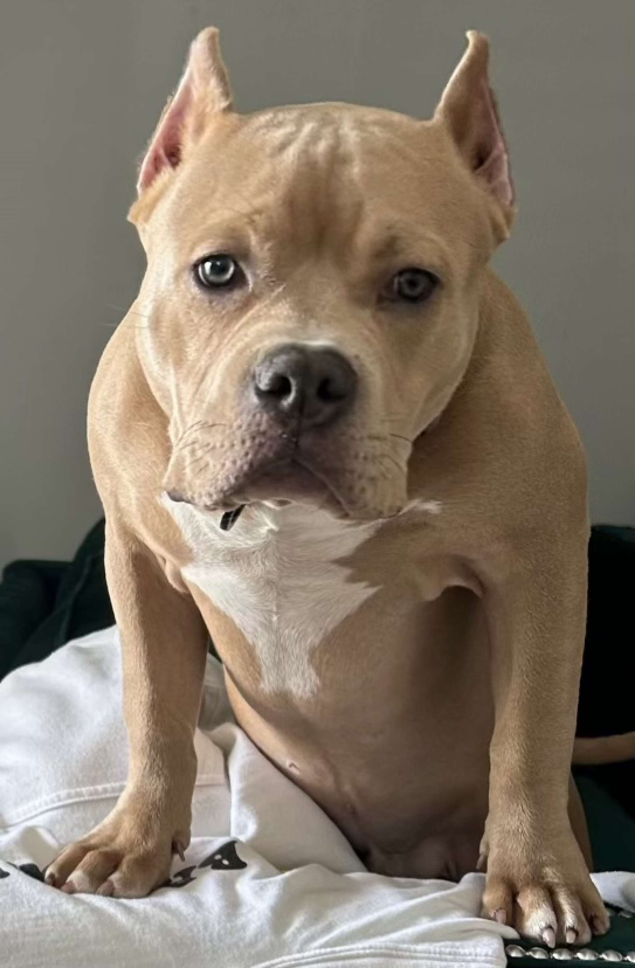 Fawn Pocket American Bully - Stud Dog in Virginia , United States ...