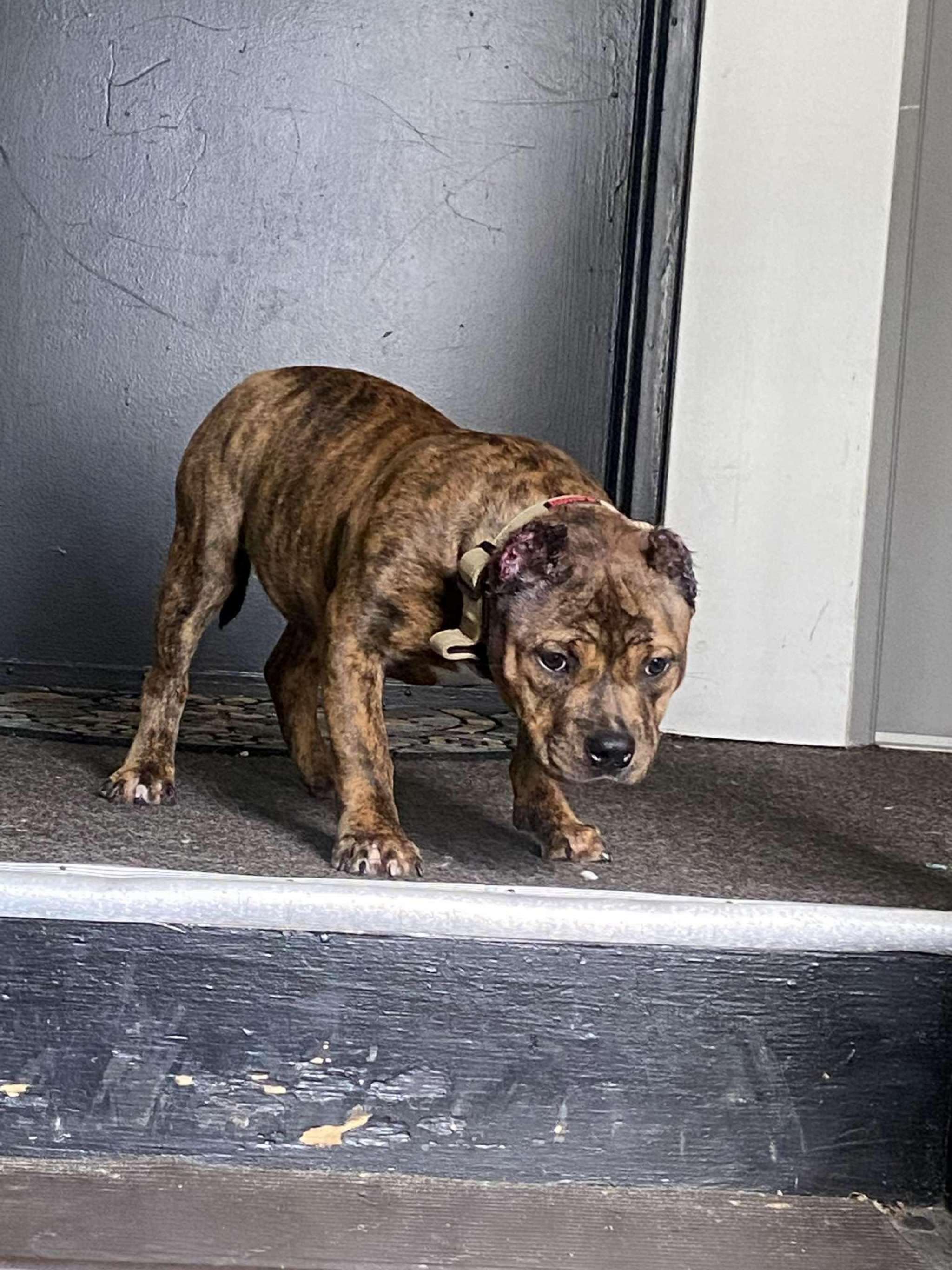 Reverse Brindle Mini Exotic Pocket Bully - Stud Dog in Virginia Beach ...