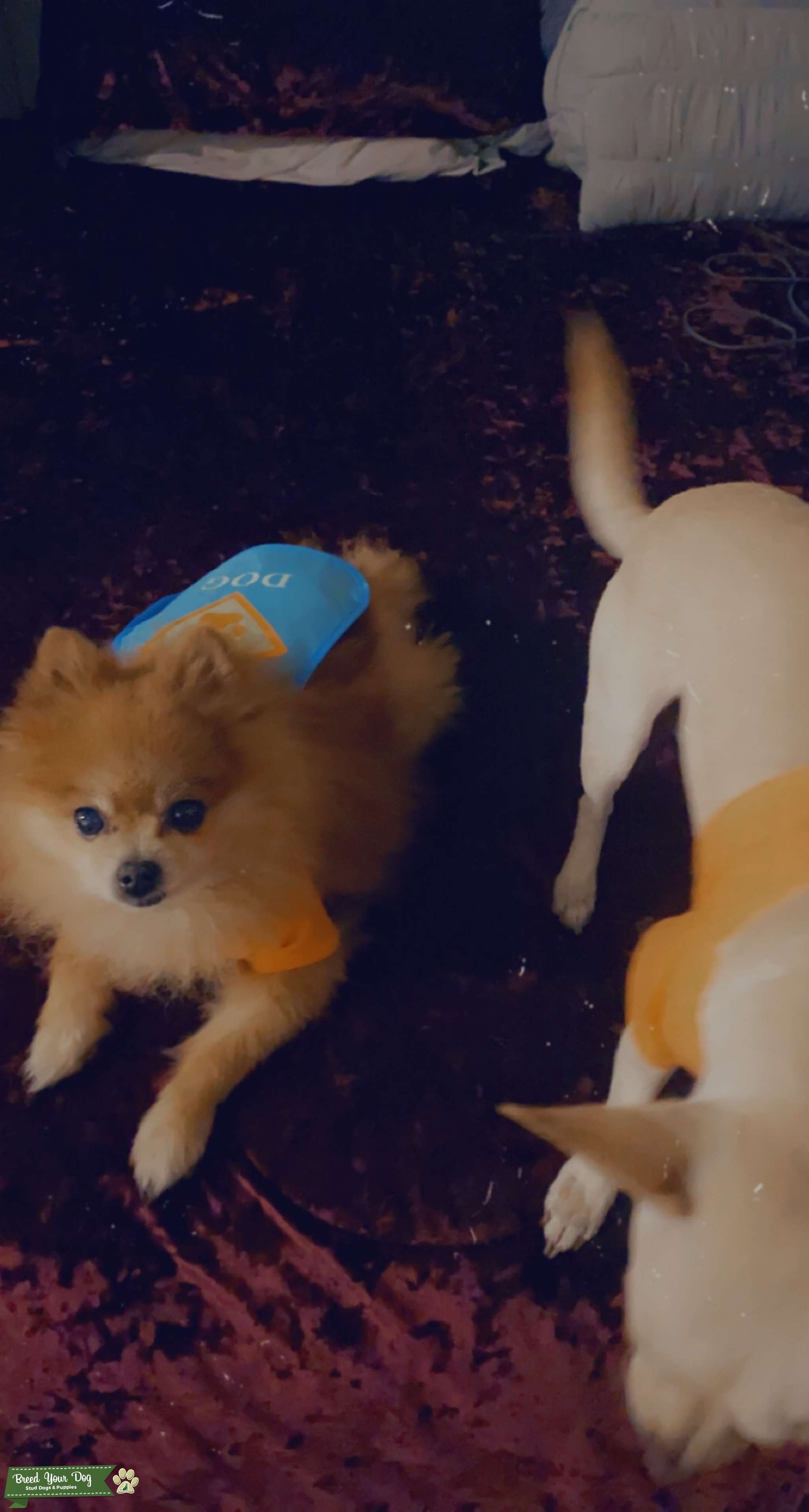 Pomeranian - Stud Dog in Tucson Az, the United States | Breed Your Dog