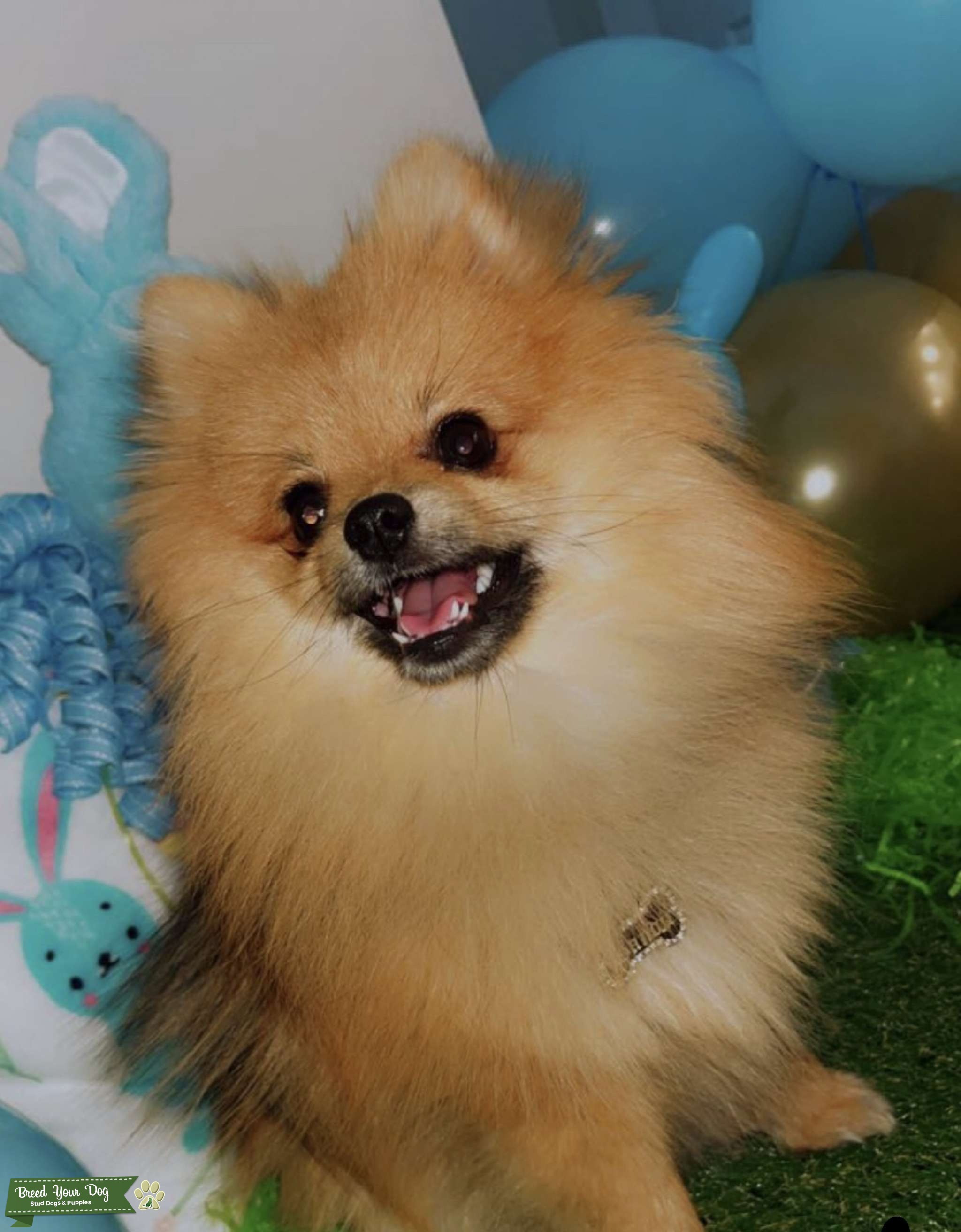 Pure bred Pomeranian stud - Stud Dog in USA Gilbert arizona , United ...