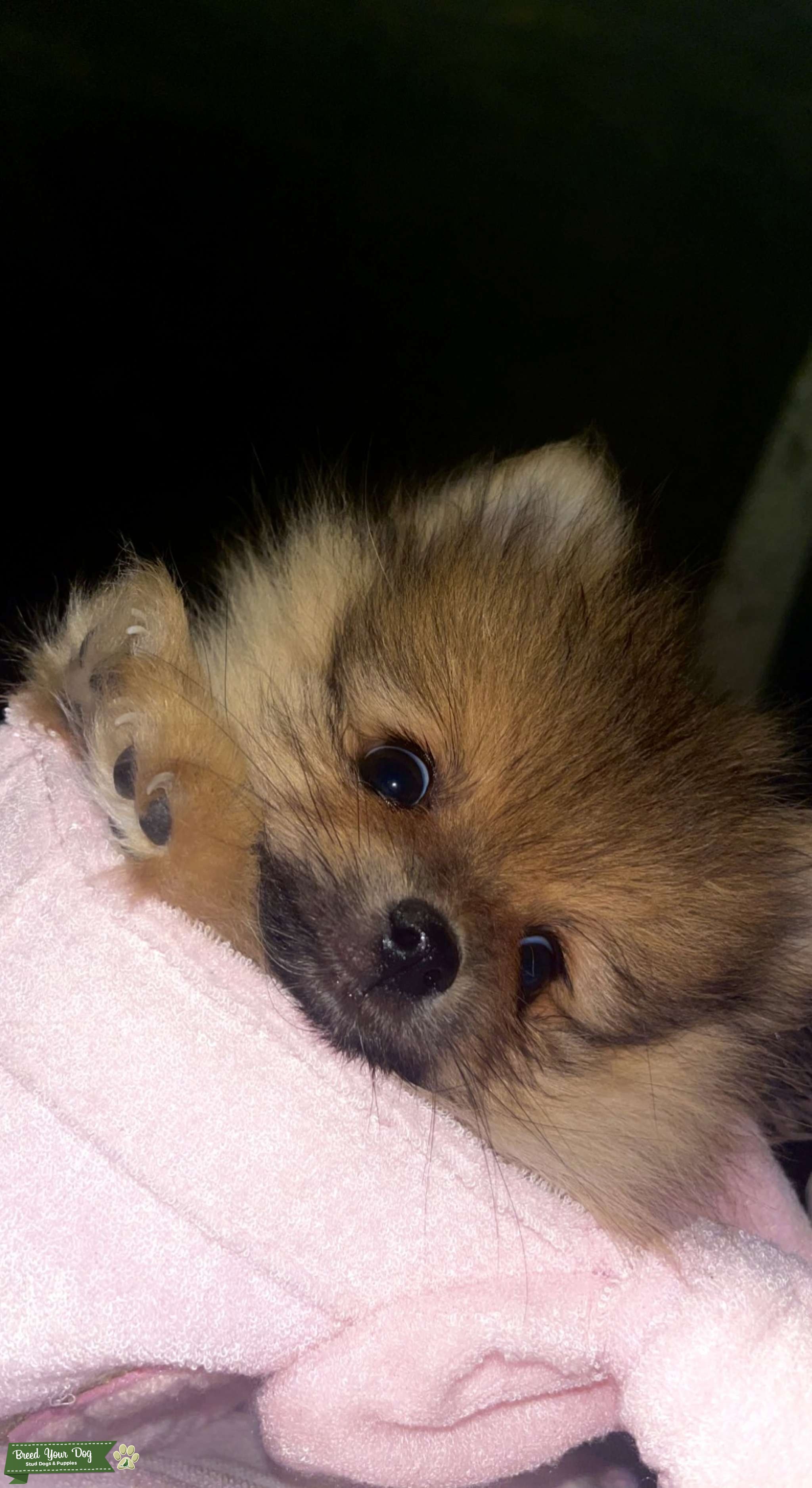 Pure bred Pomeranian stud - Stud Dog in USA Gilbert arizona , United ...